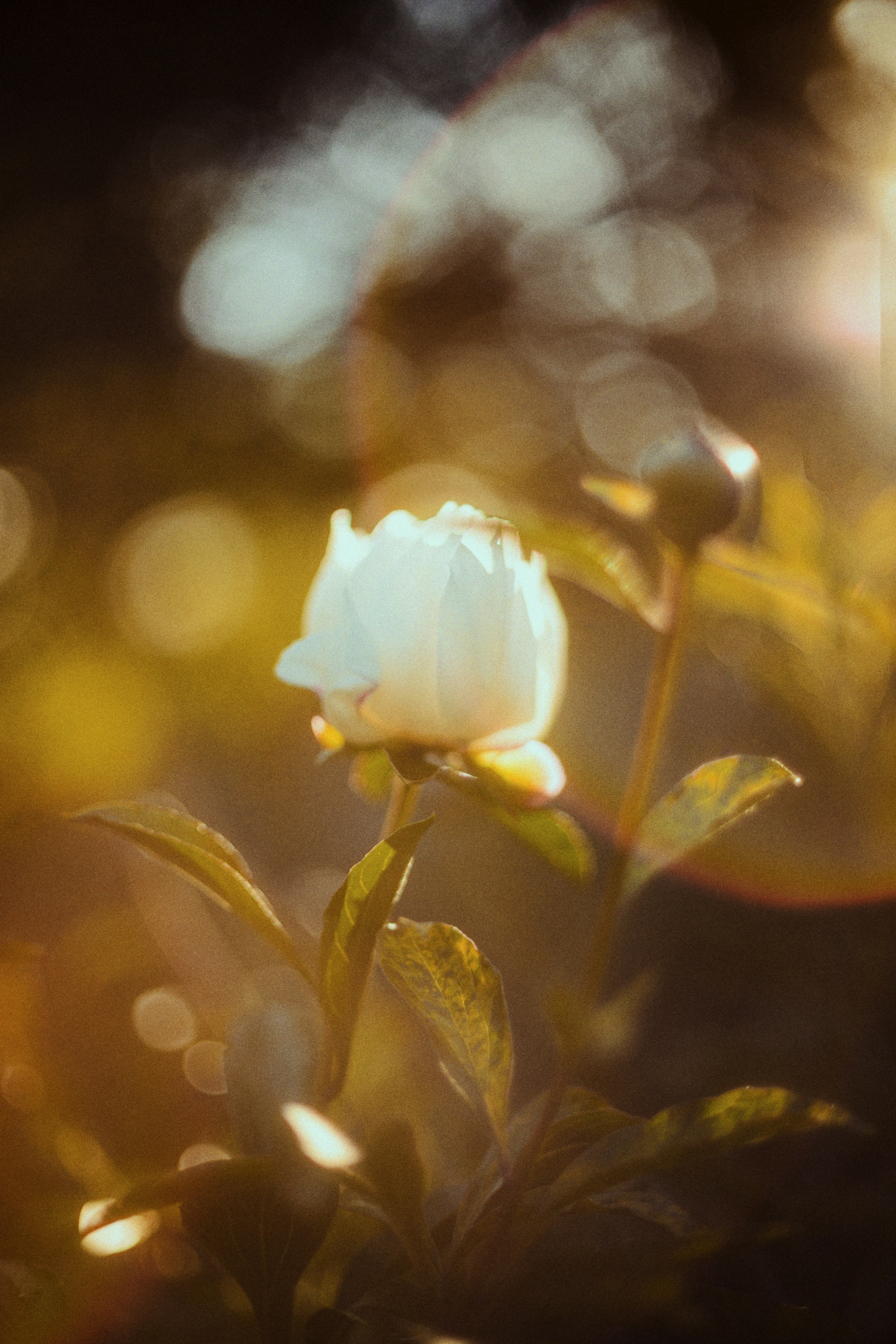 Soft Dawn Bloom: A White Rose in Golden Haze