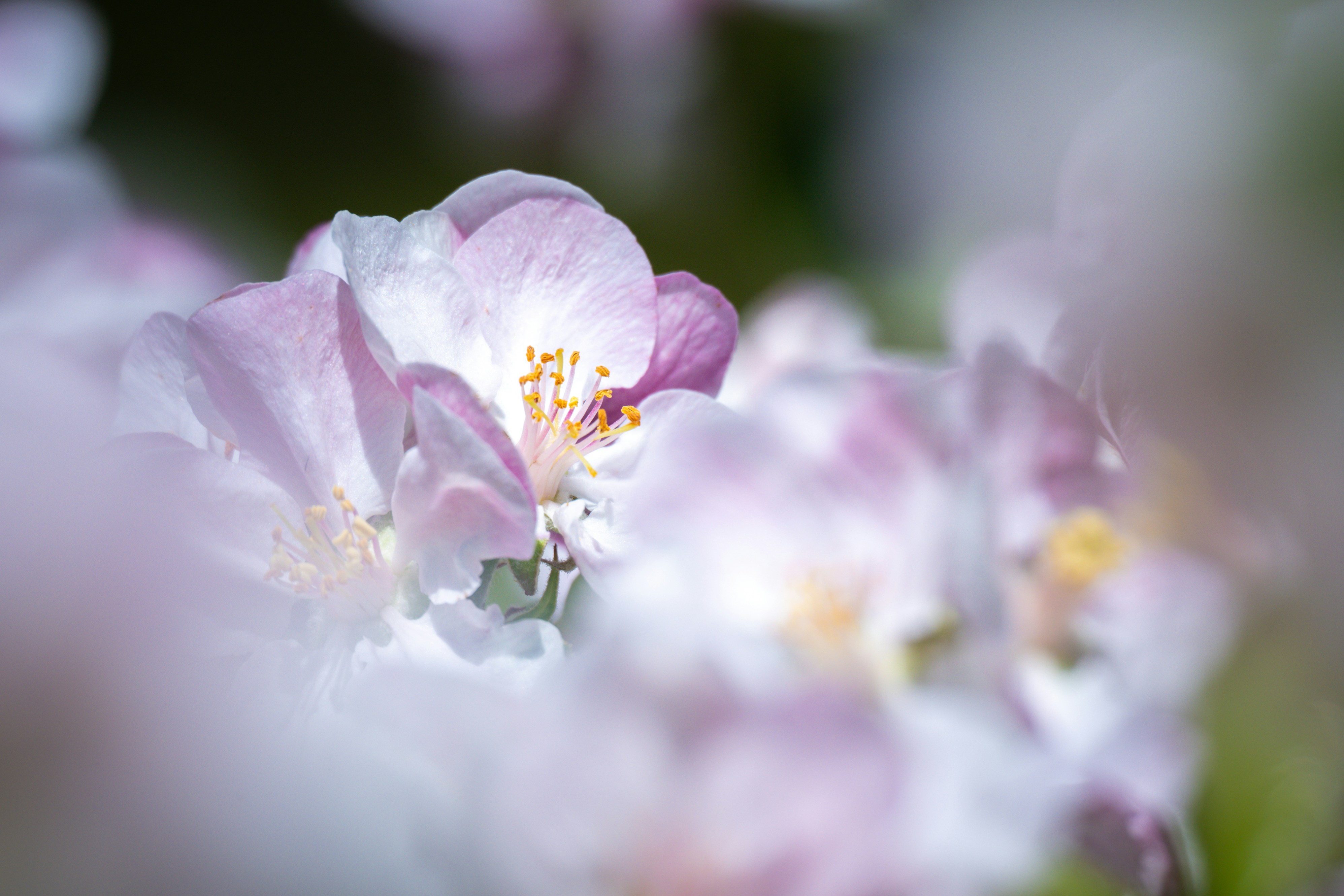 Soft Petals in Focus: Central Bloom Revealed