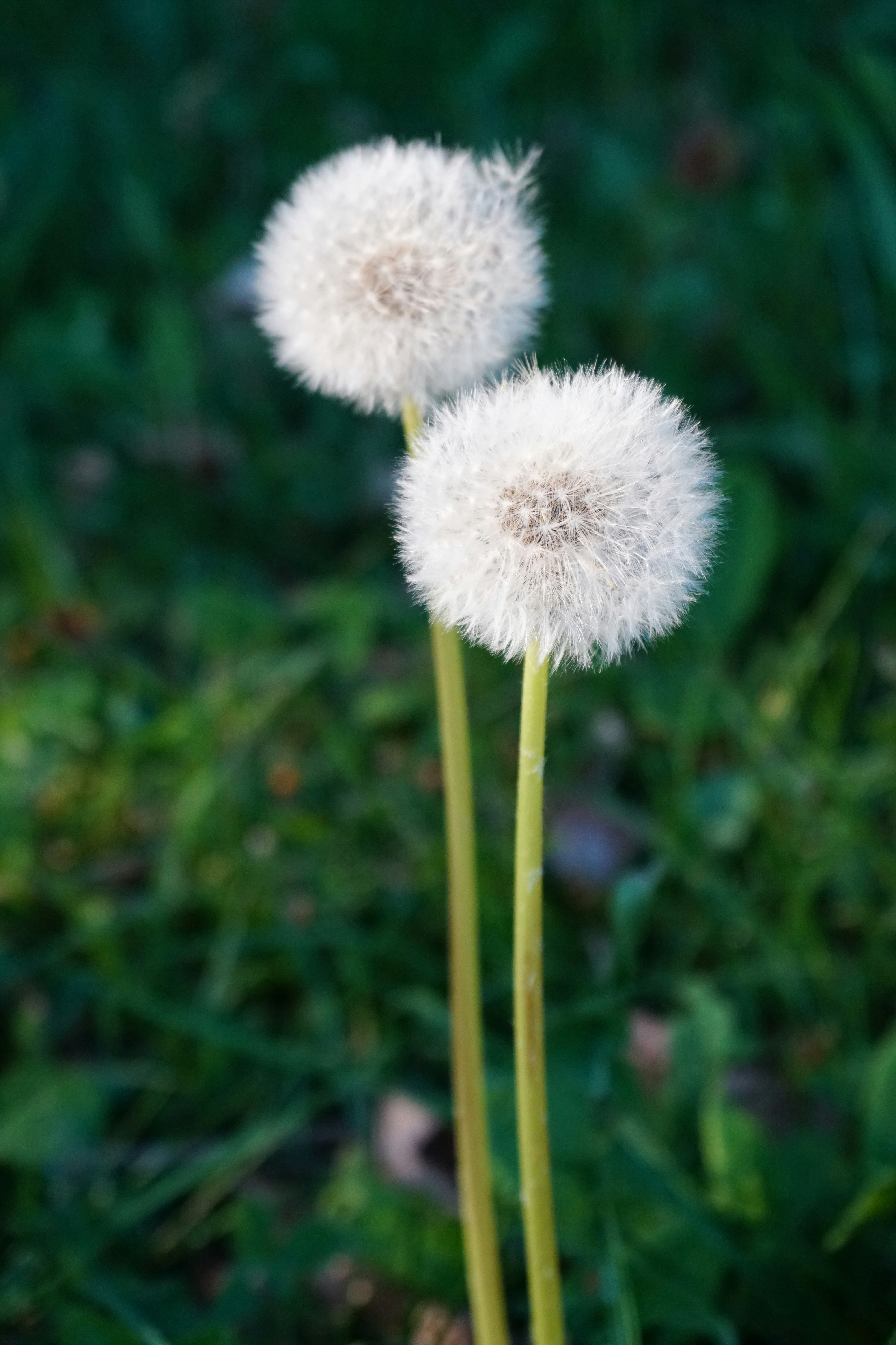 Two dandelion clocks Reach for the Morning Light