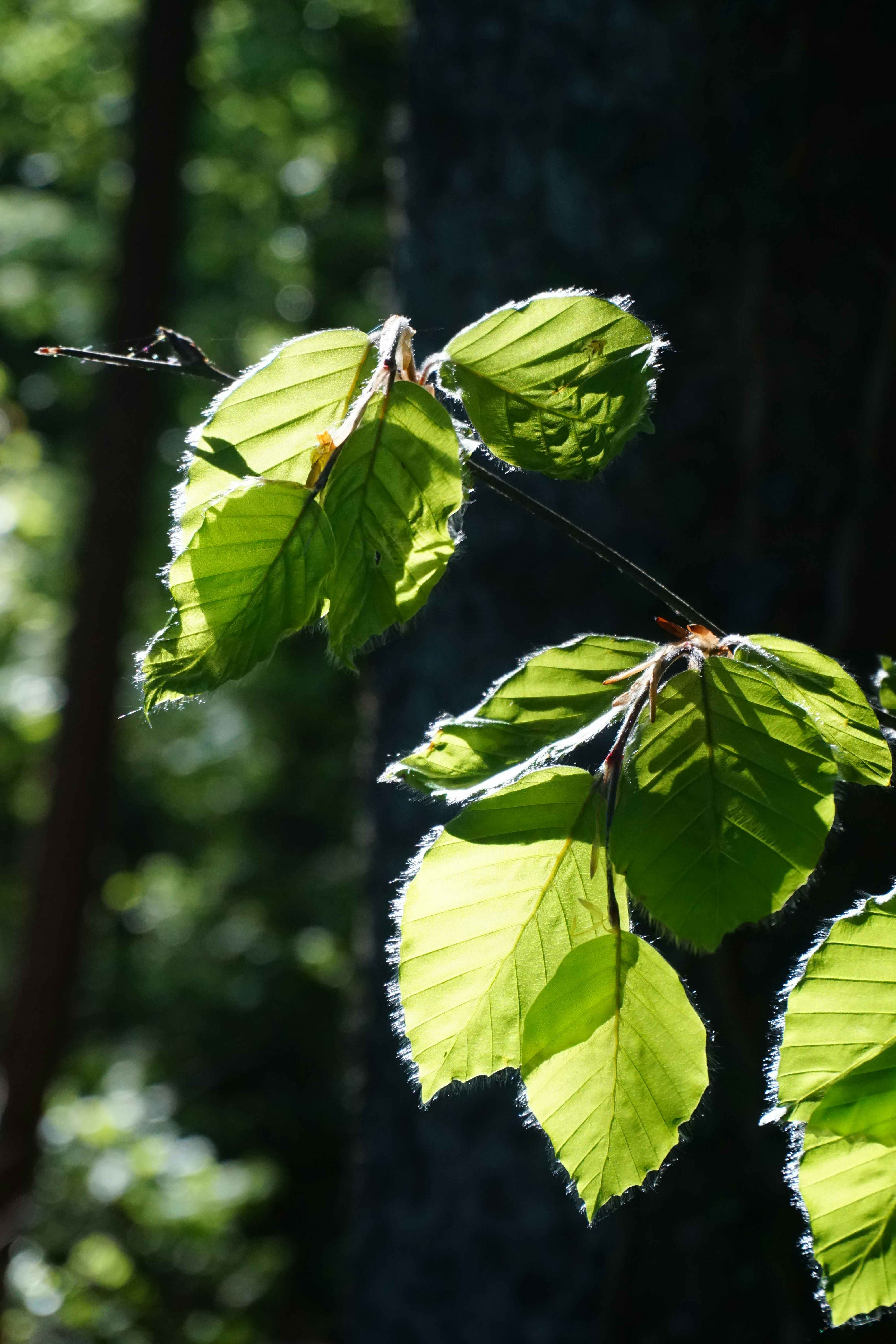 Backlit Greenery: Reserved Sunlight on a Branch