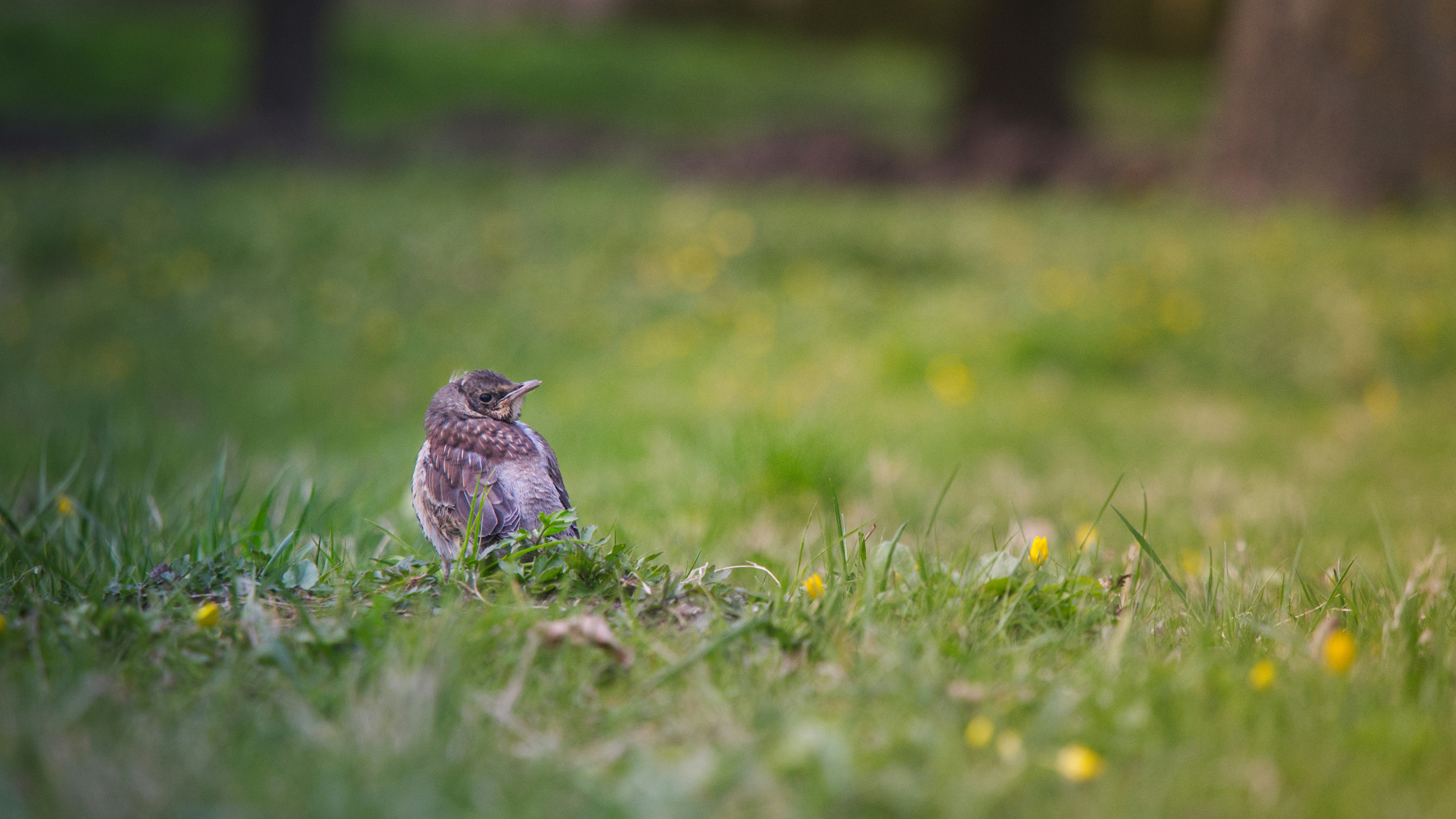 A Meadow Scout: Foreground Grassframe and a Lone Perching Bird