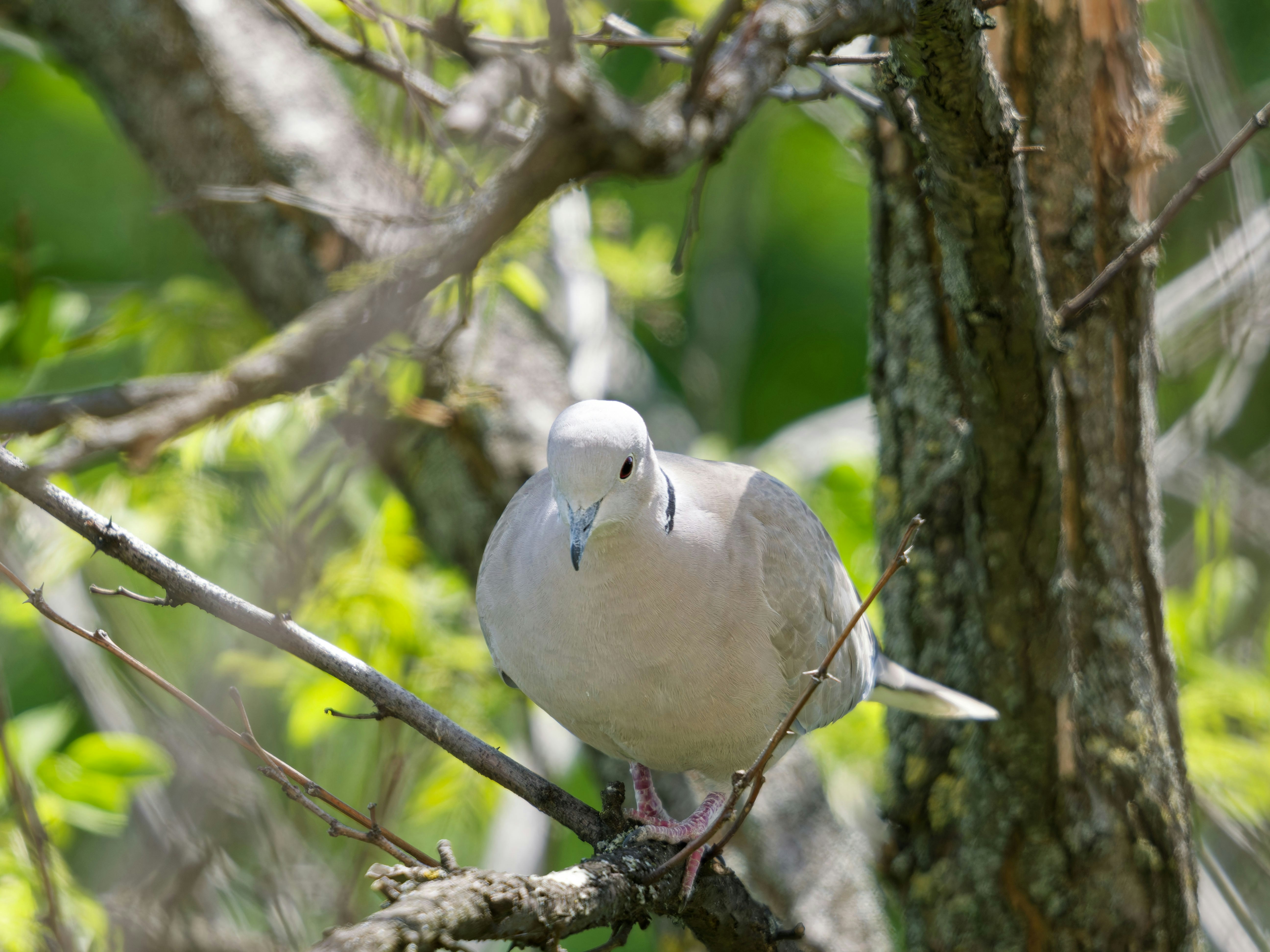 Soft Gray Dove Perched on a Branch in Dappled Green Light