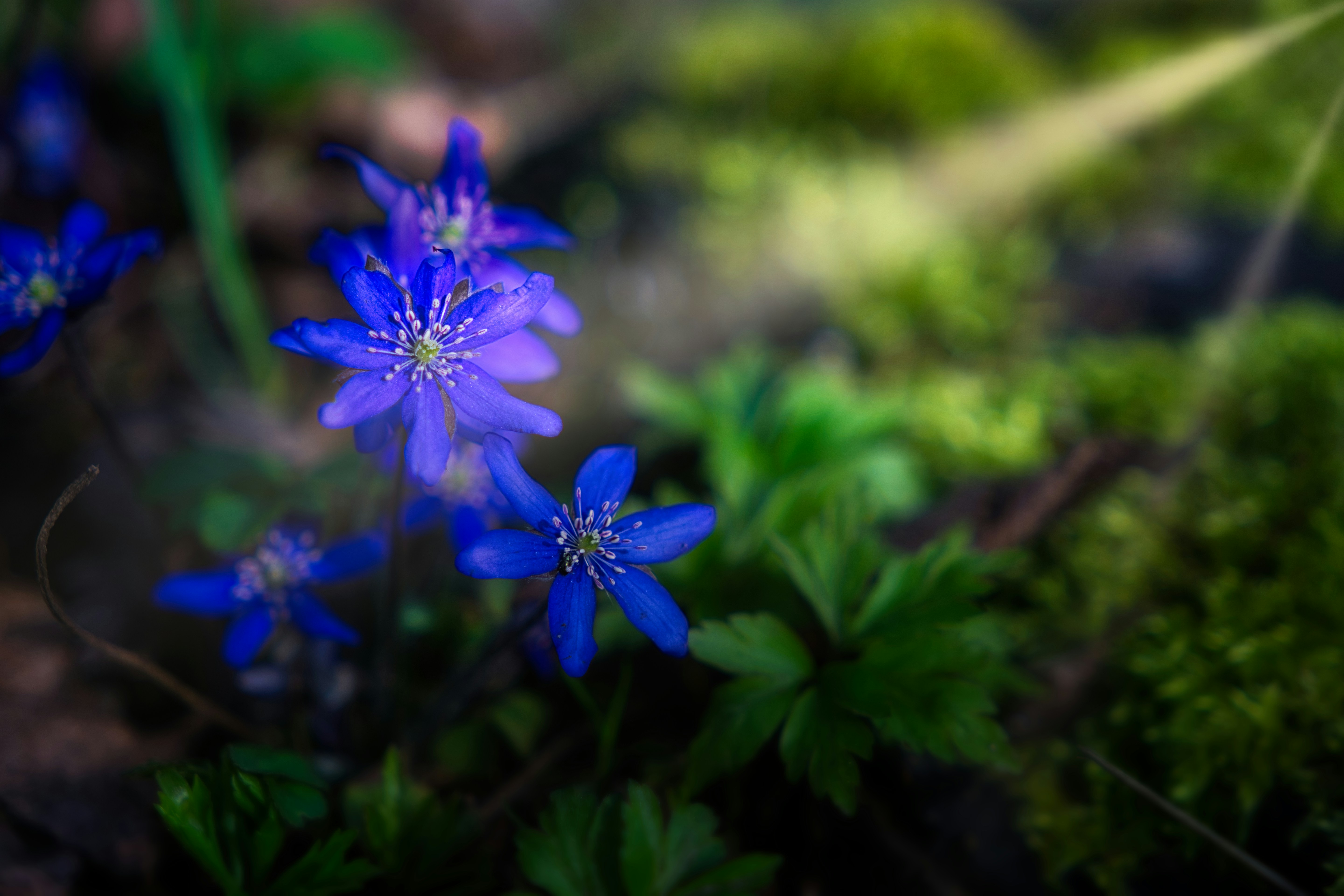 Azure Bloom in a Quiet Forest Floor