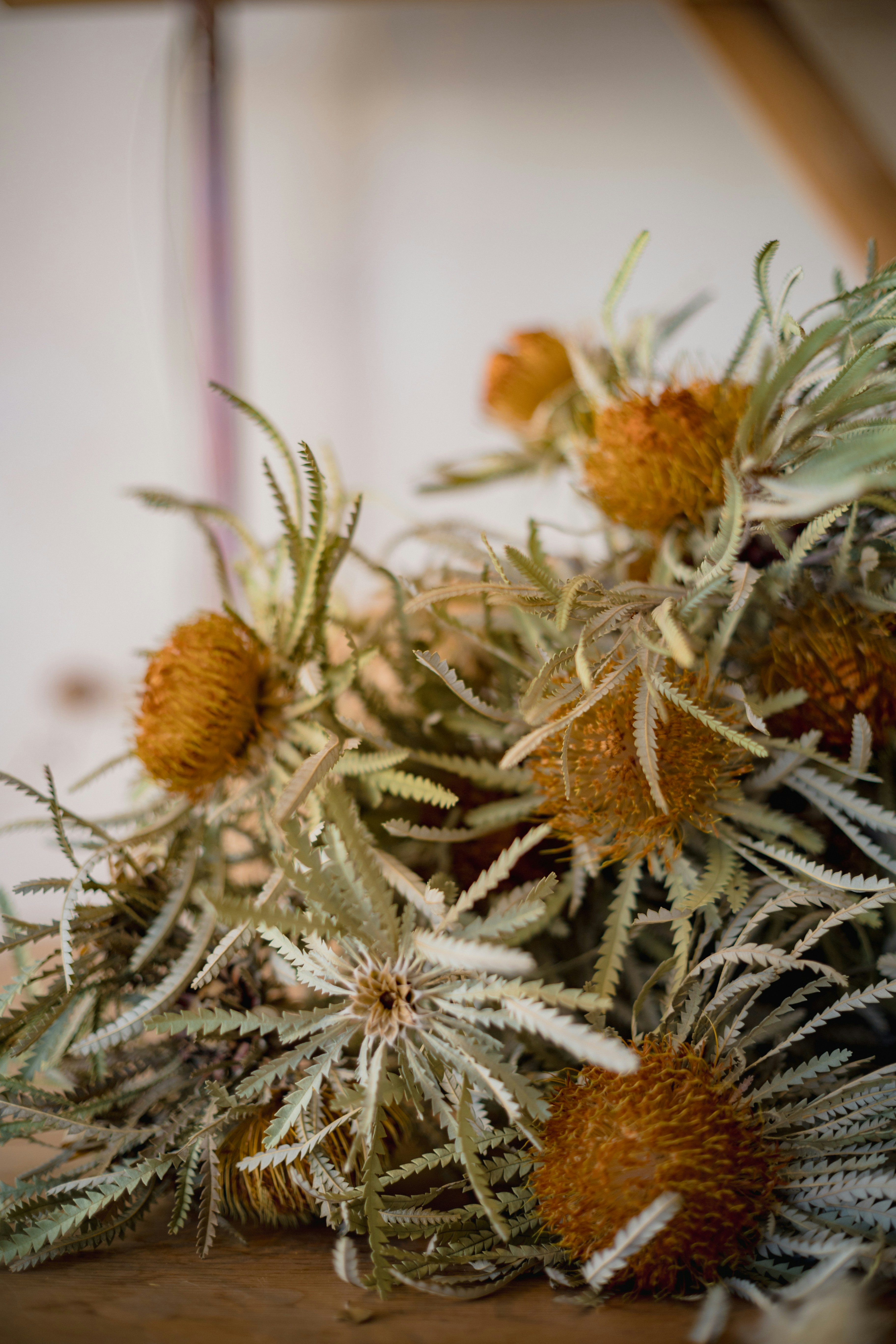 Desert-Seed Bouquet: Dusty Protea Among Foliage