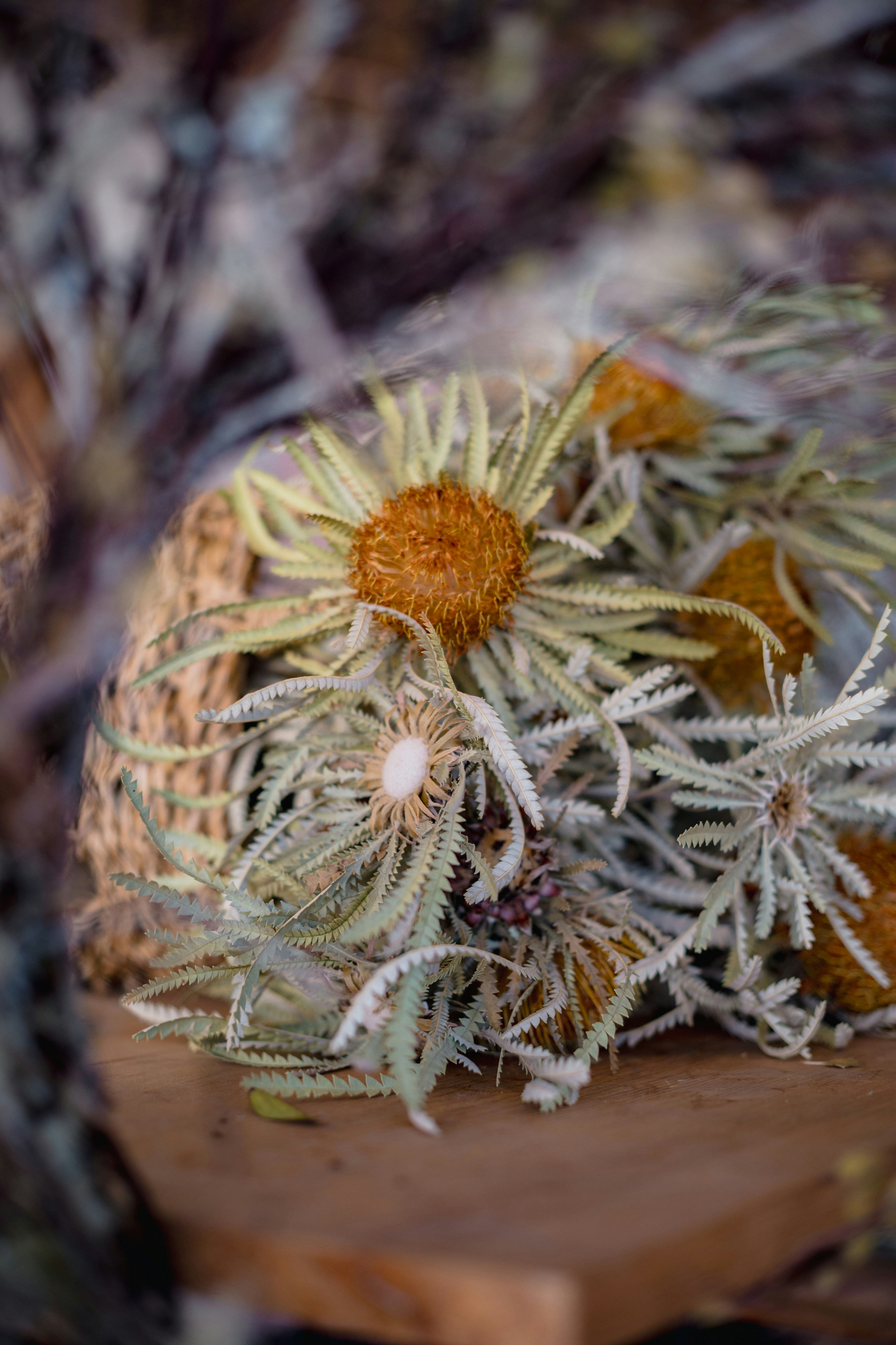 Frost-kissed blooms in a woodland niche