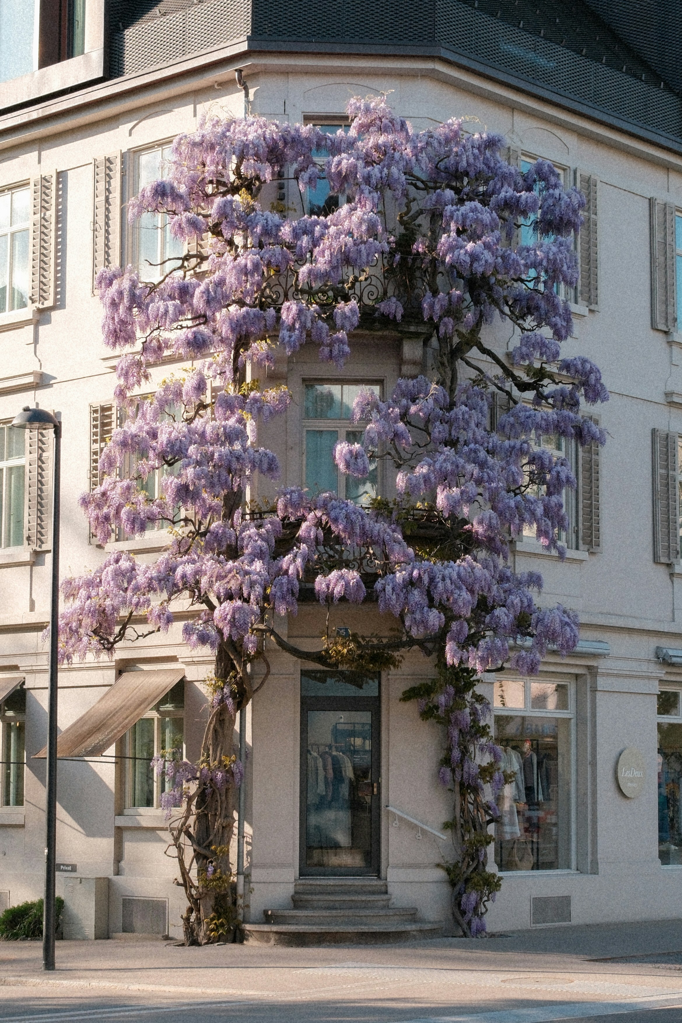 Lilac-Laden Corner: A Quiet Facade Framed by Blooming Vines