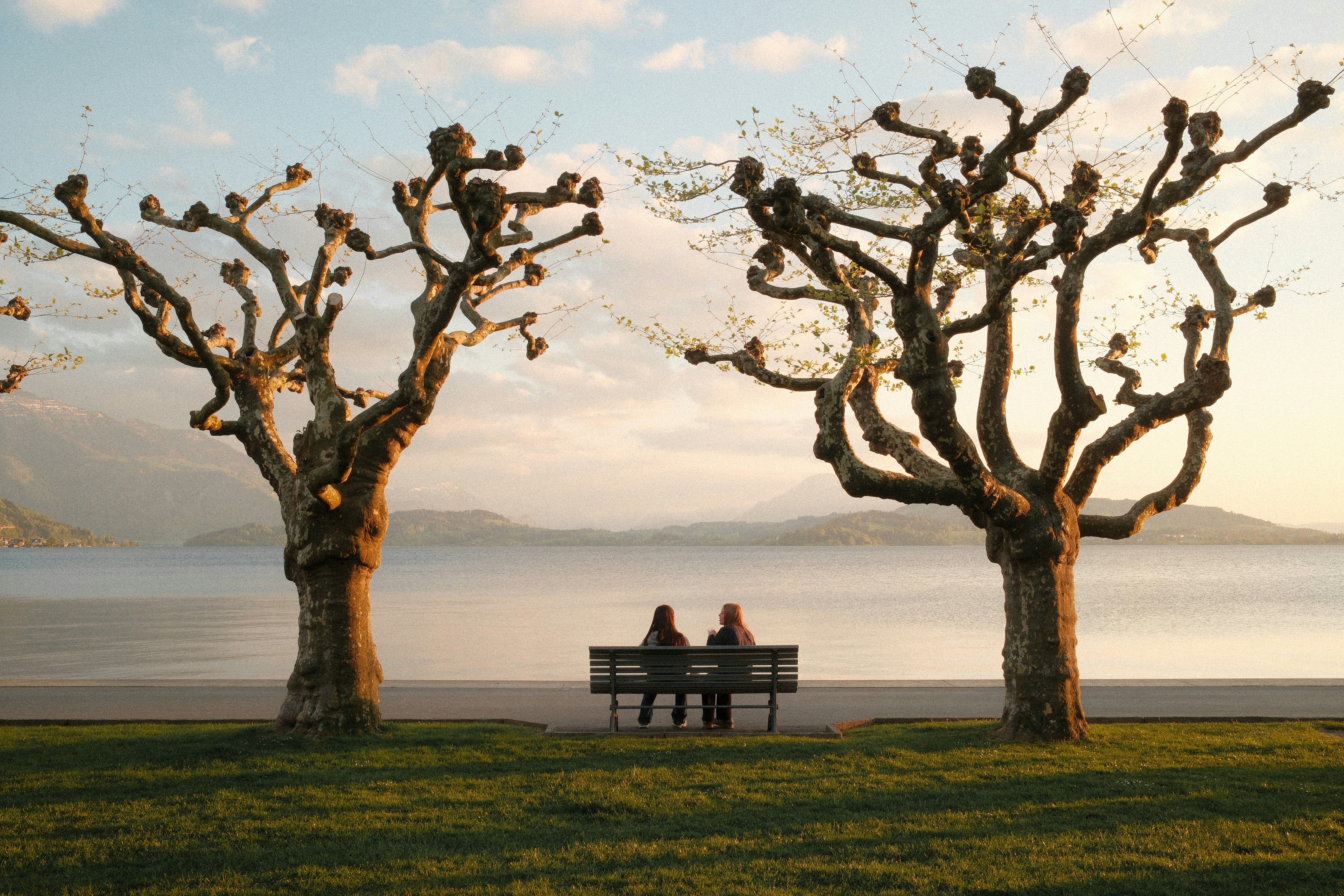Between Buds and Branches: Quiet Harbor Moment
