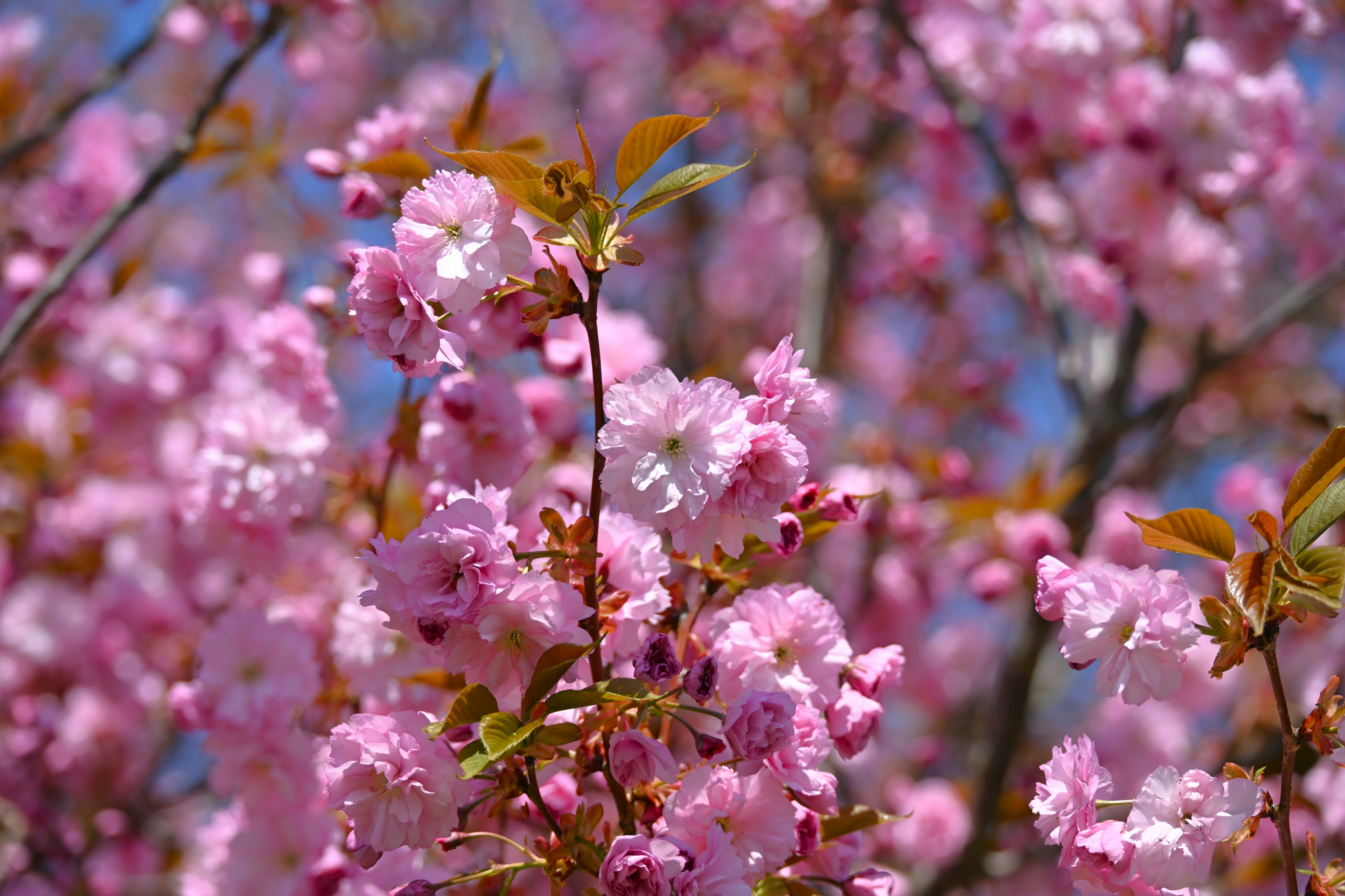 Vivid Cherry Blossom Canopy in Early Spring Light