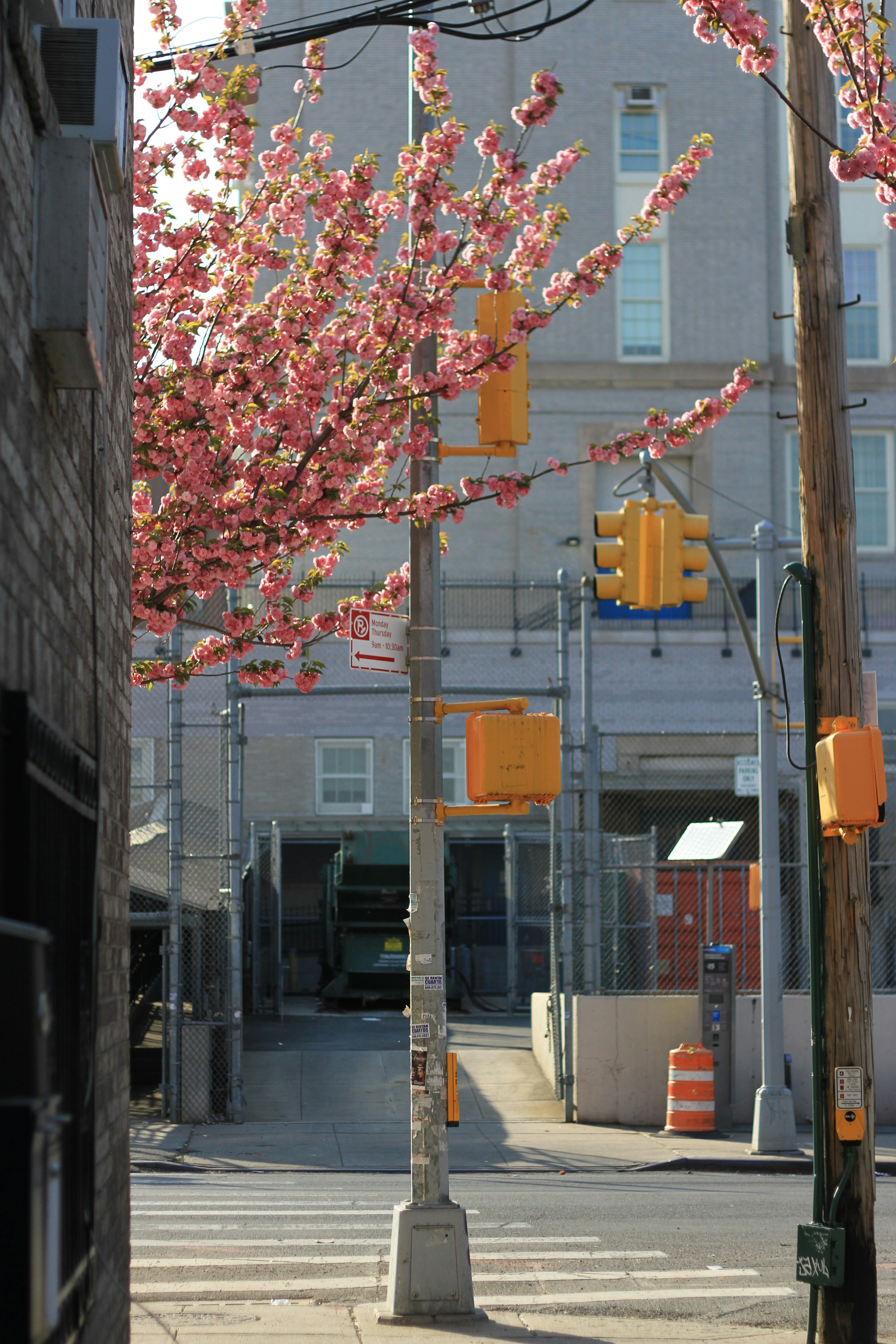Cherry blossoms frame a city alleyway paused at the crosswalk