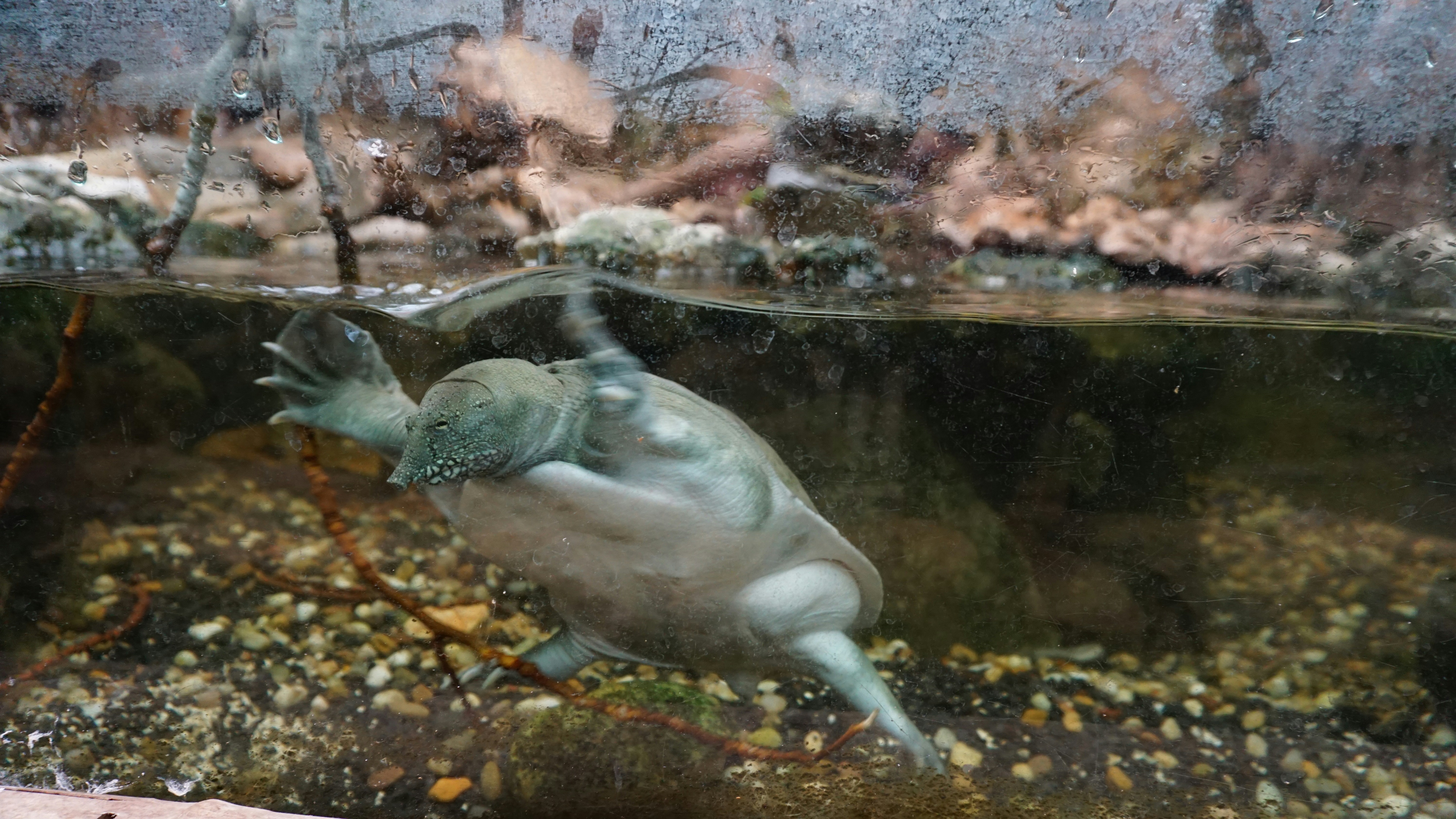 Amber-tinted Glassy Amphibian: A Frog Resting at Waterline