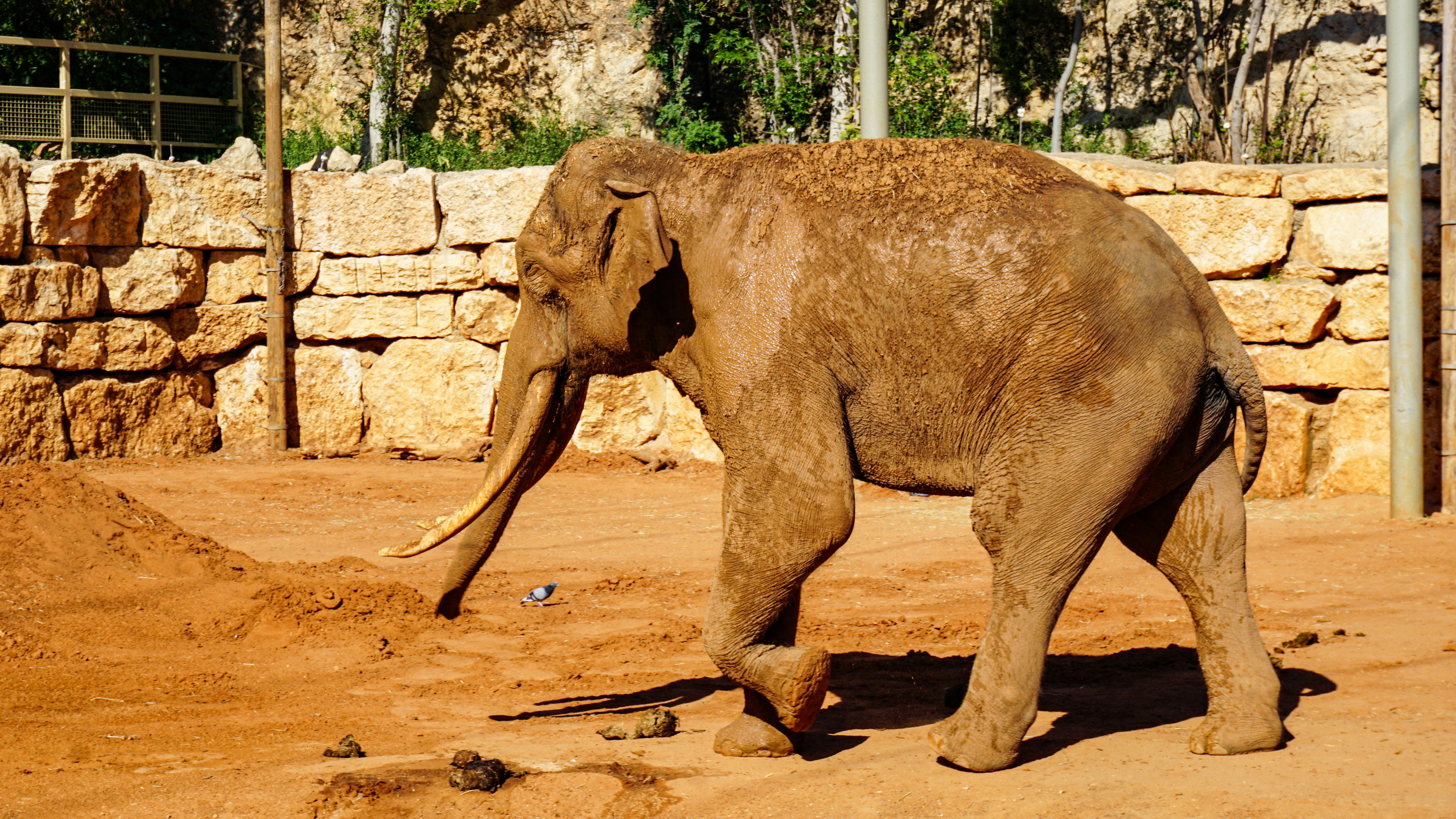 Dusty Footsteps: An Elephant in Earth-Red Light