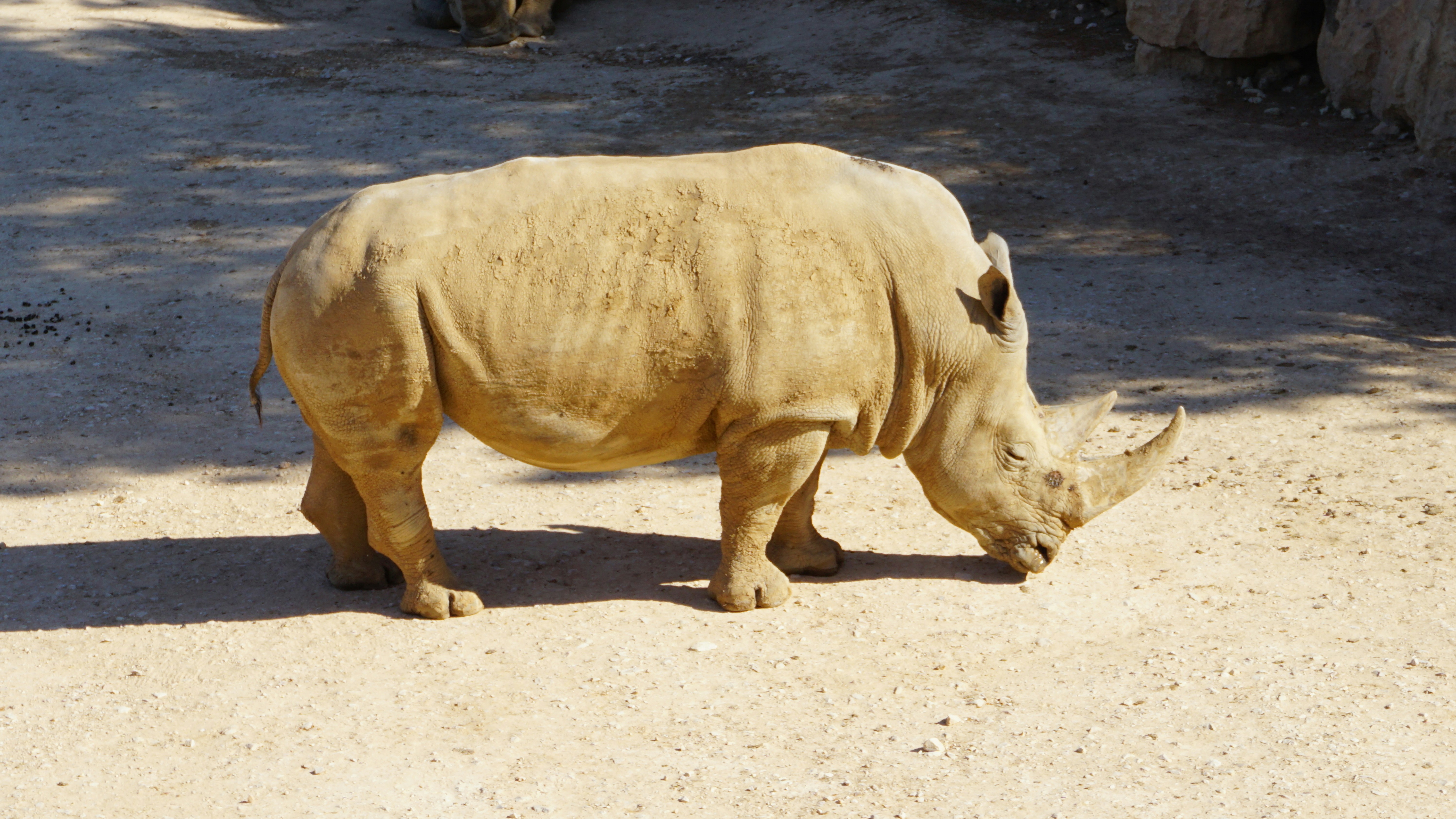 Bulk of Gold: A lone white rhinoceros in sunlit sandy enclosure
