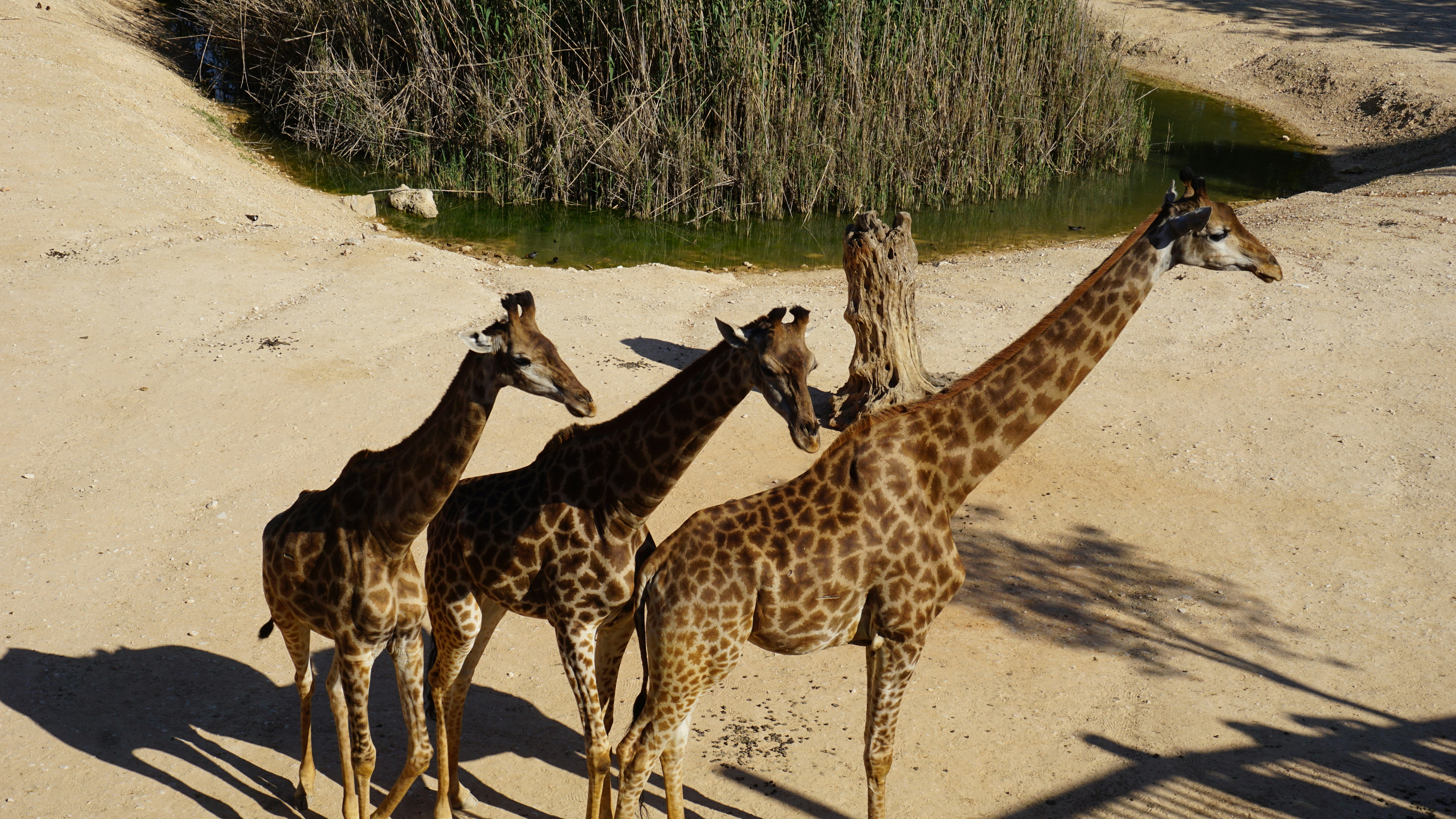 Giraffes in a sunlit arc near a marsh edge