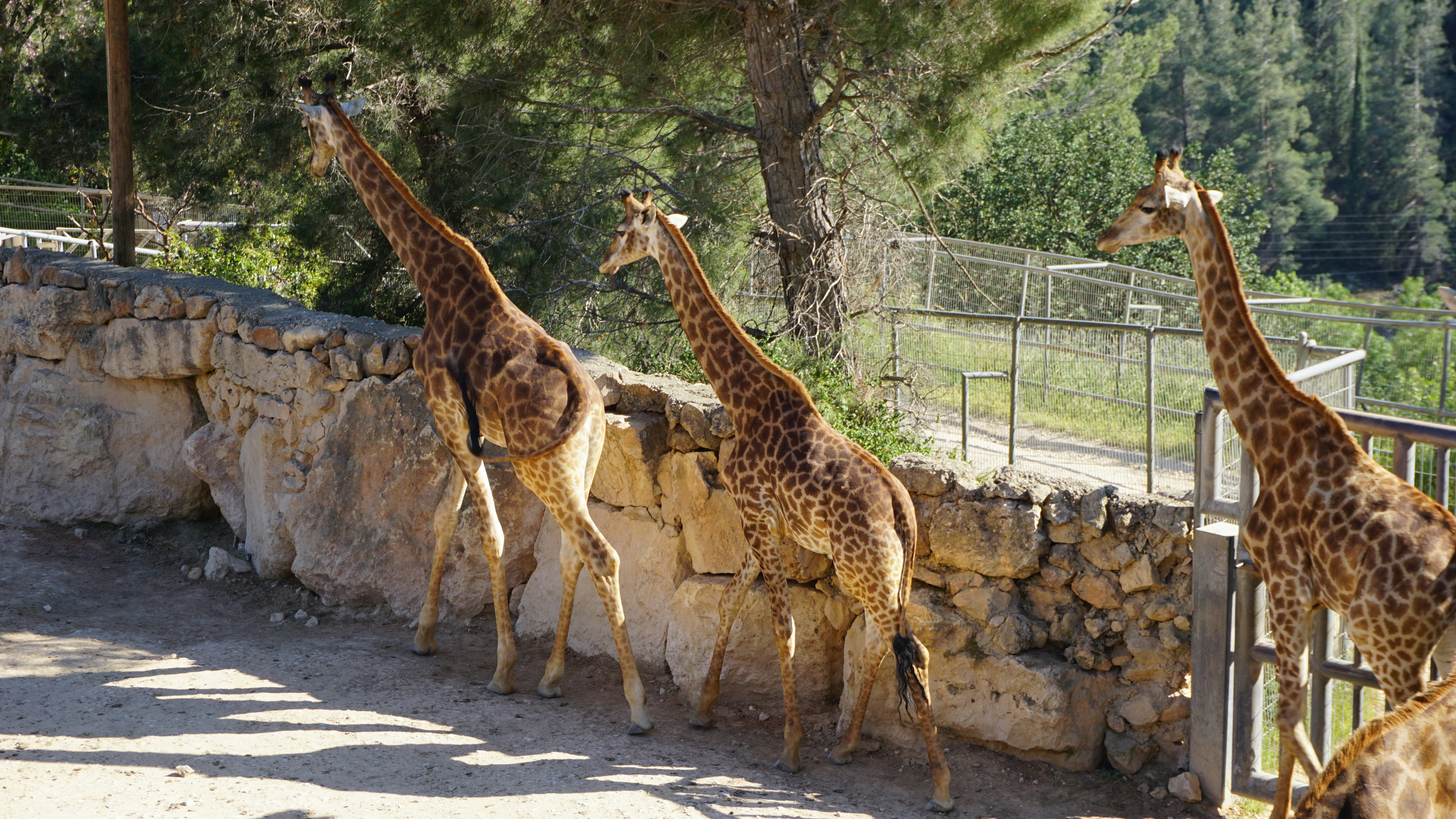 Giraffes by the Stone Wall: A Quiet Corridor of Gentle Giants