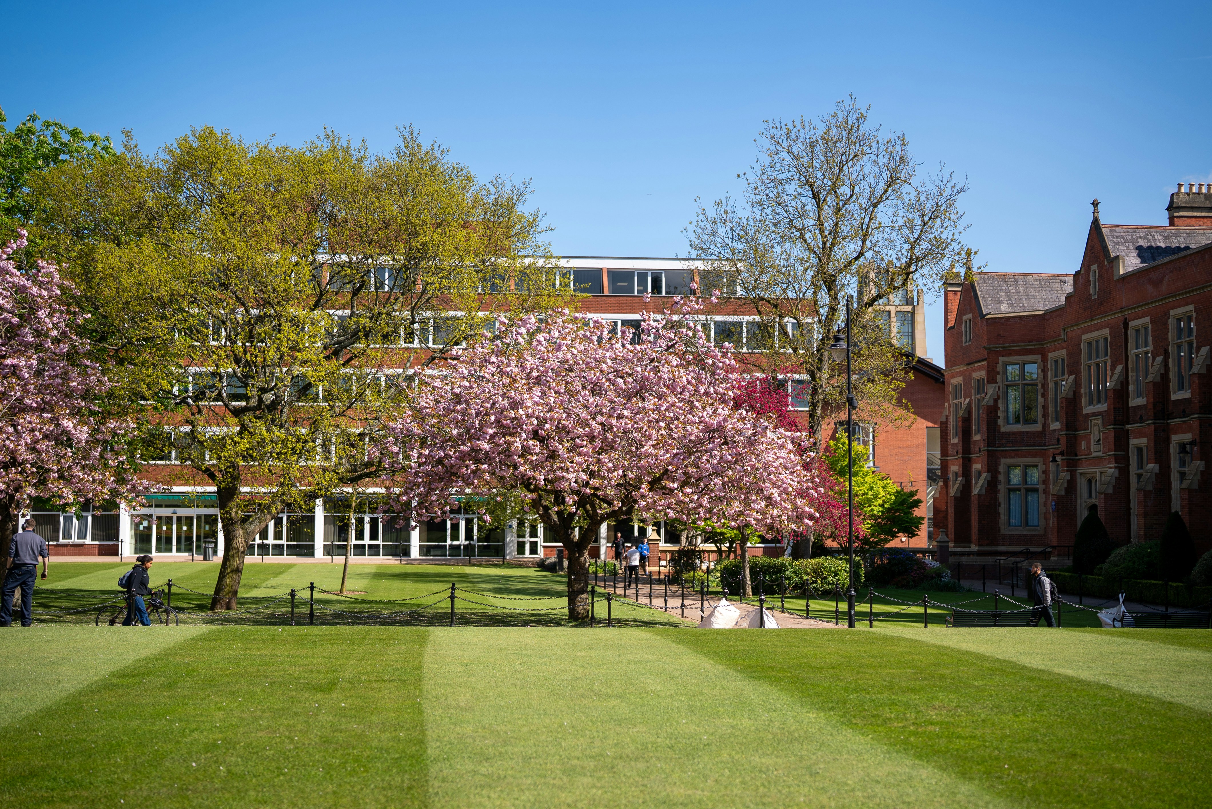 Cherry Blossom Lawn Overlook