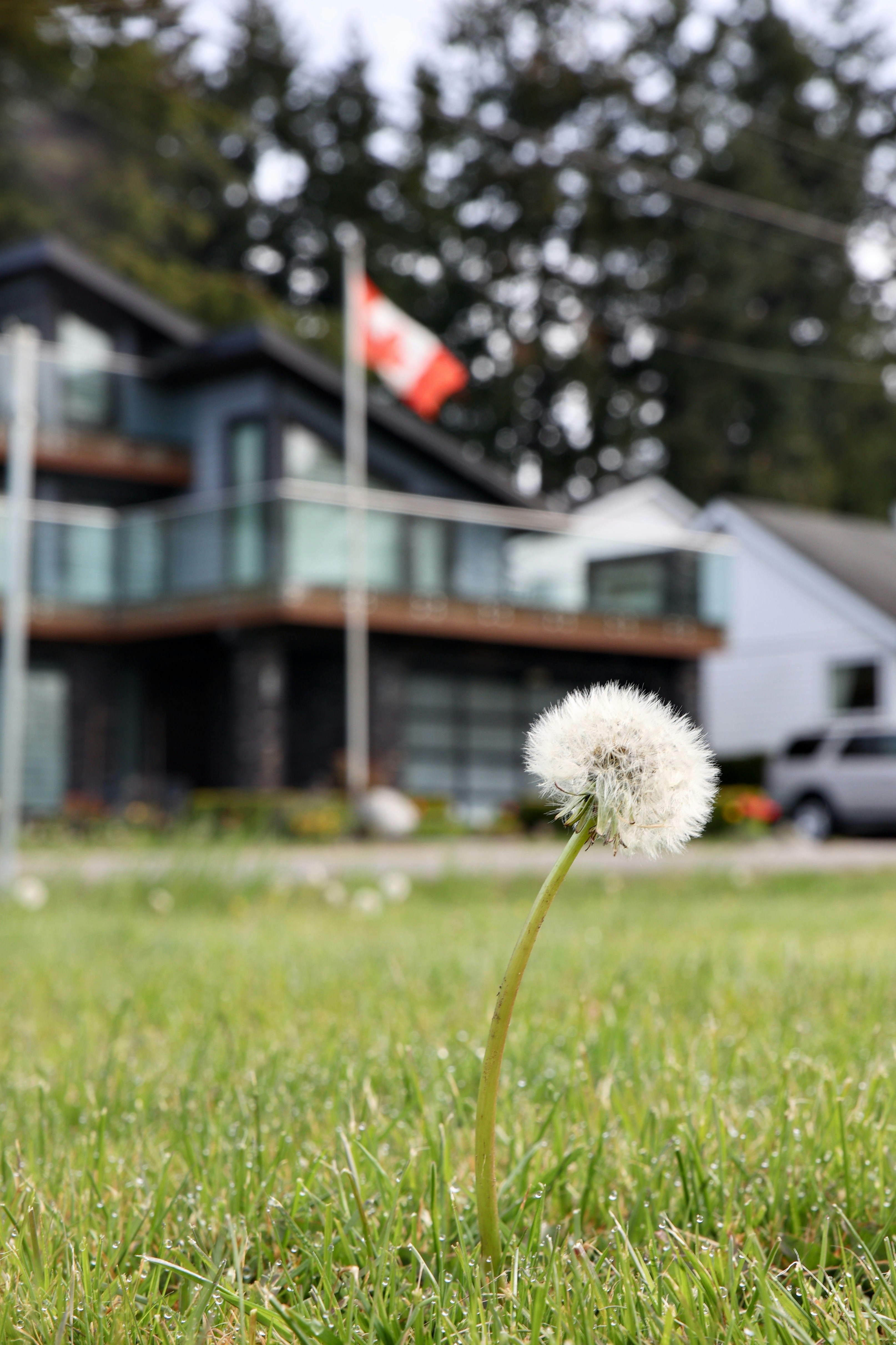 Dandelion Sentinel: Lone Globe in the Foreground with a Modern House Backdrop
