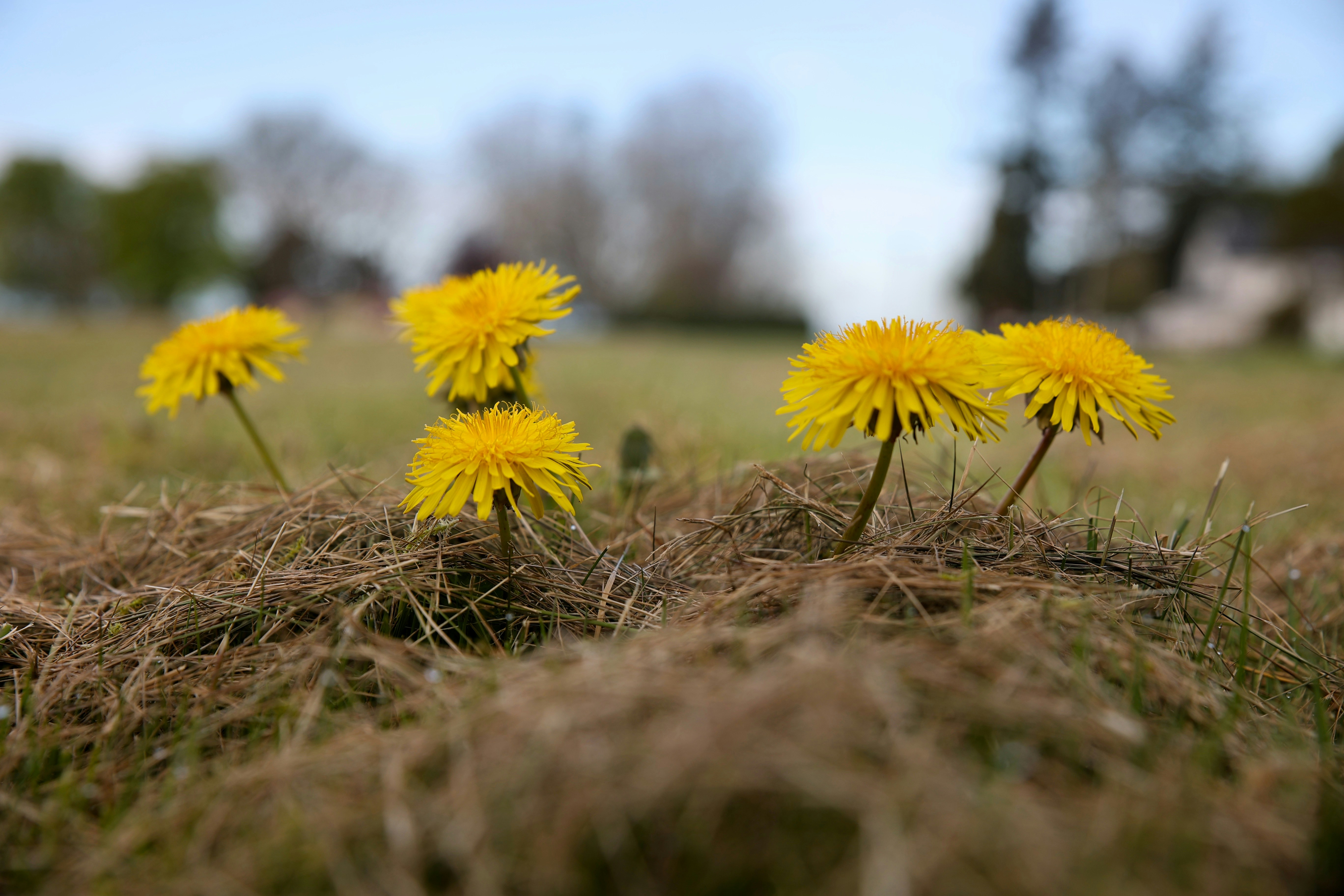 Field of Golden Dandelions: A Low-Altitude Bloom Portrait