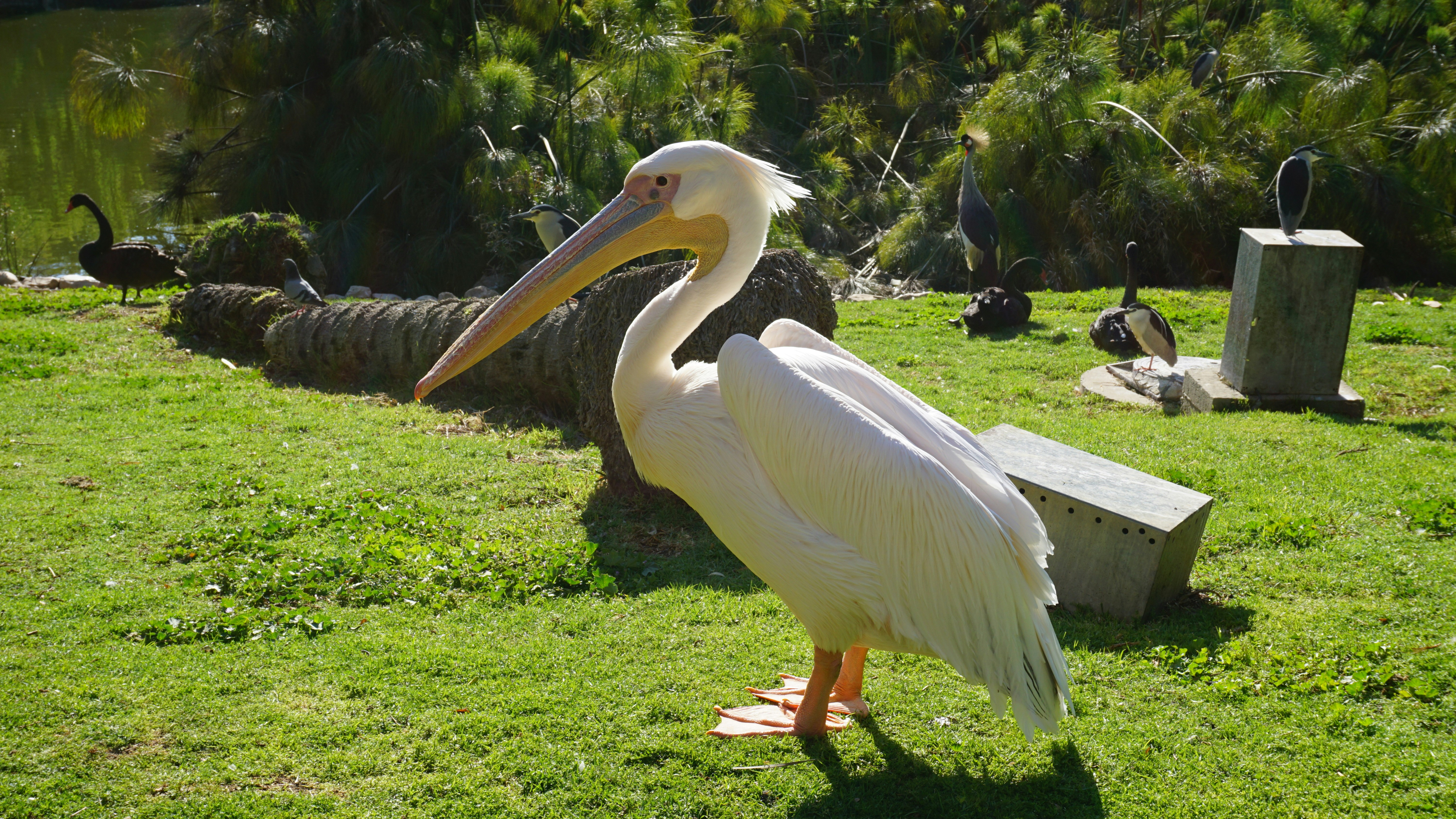 Graceful Stance: A Pelican Guards the Park