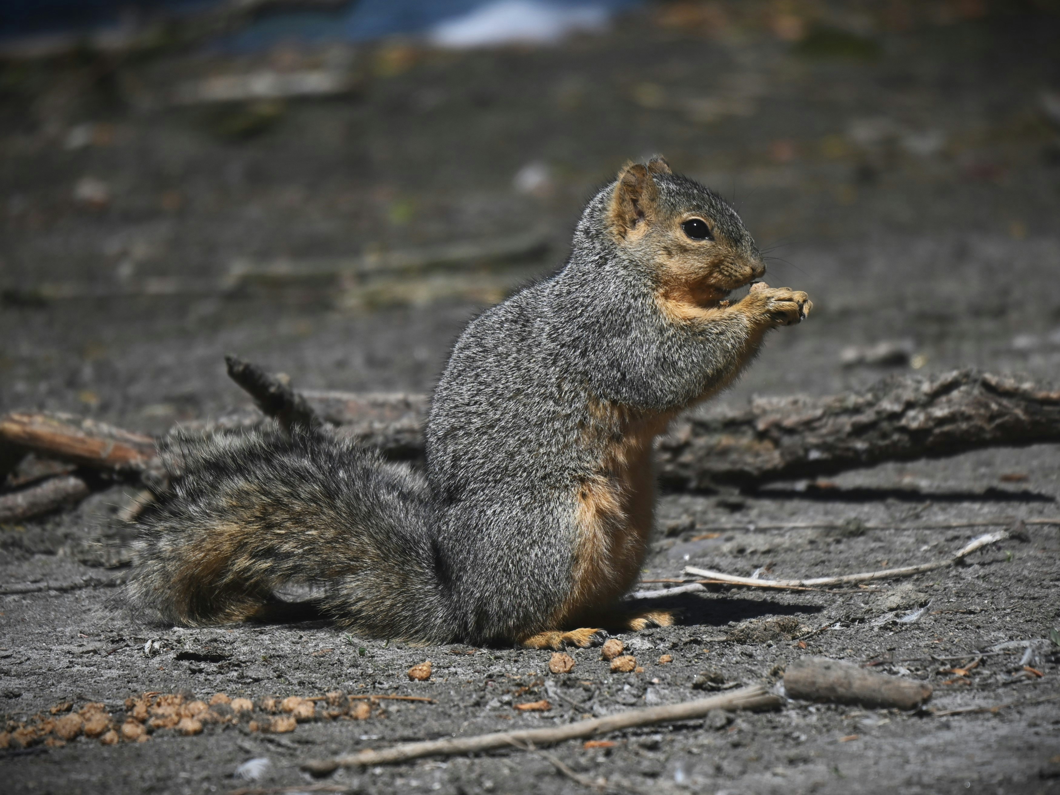 Squirrel Portrait on a Jee(l)ty Landing