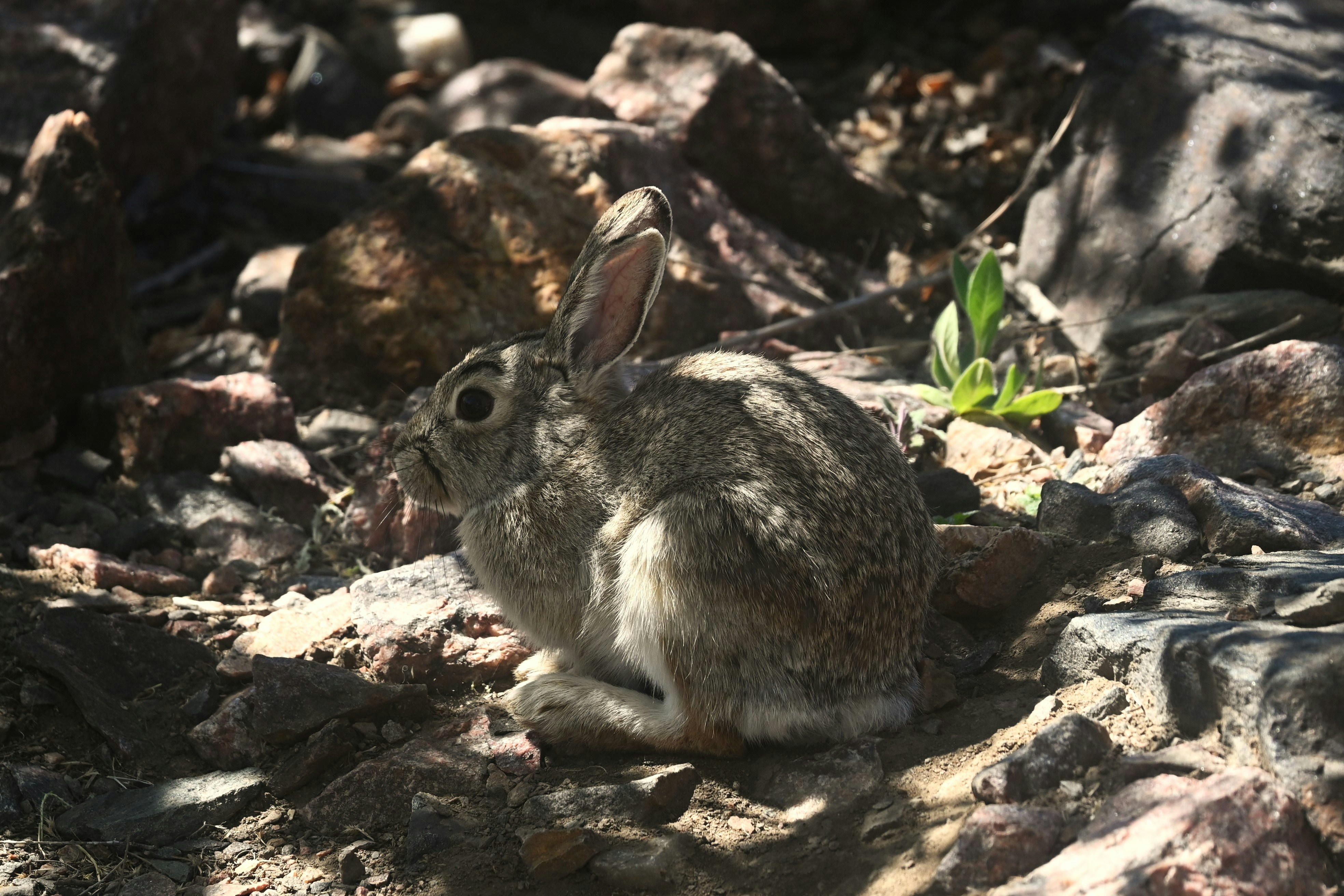 Rock-stippled Hideaway: A Curious Rabbit Pauses Among Stones