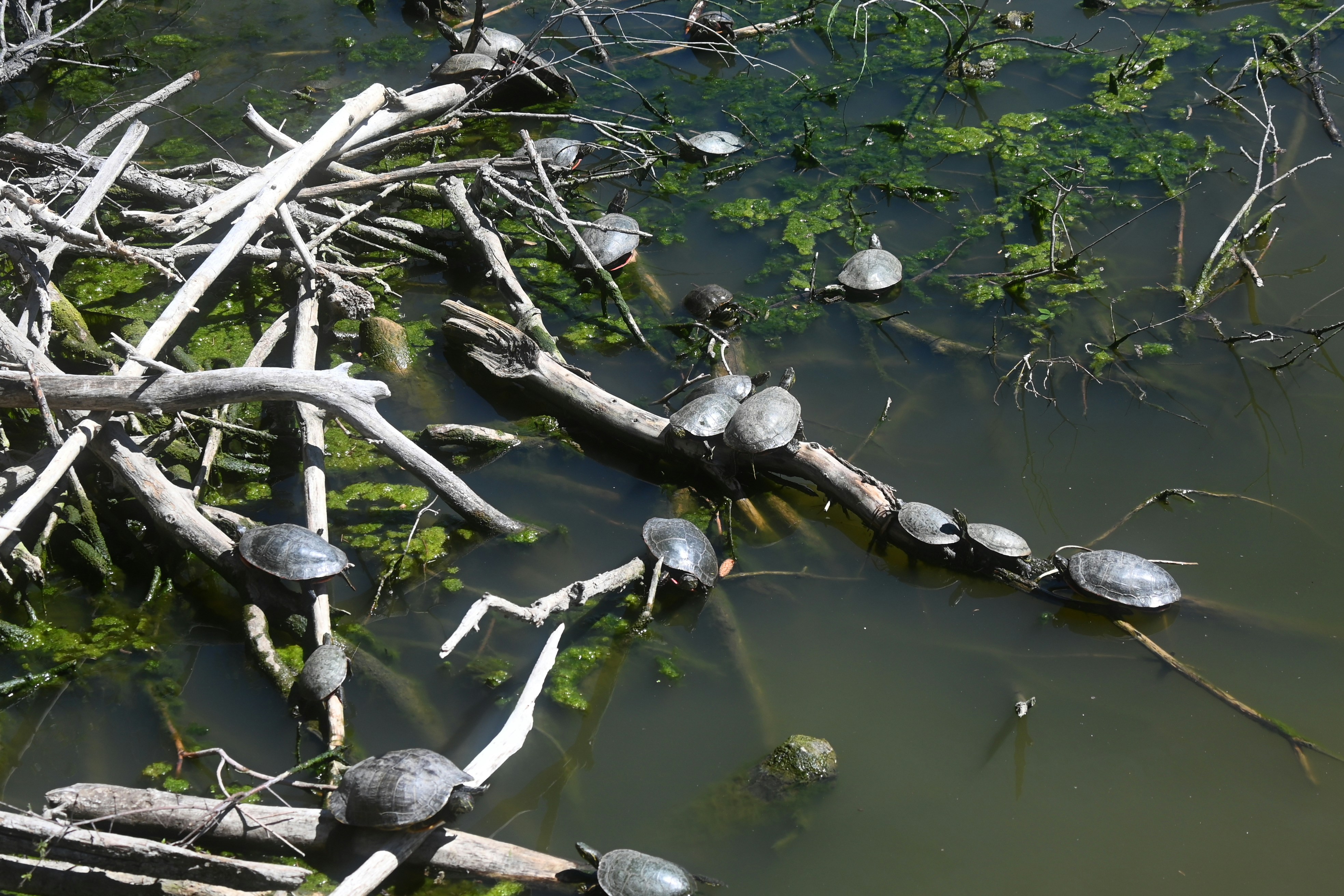 Sunlit Tortoise Parade on Driftwood