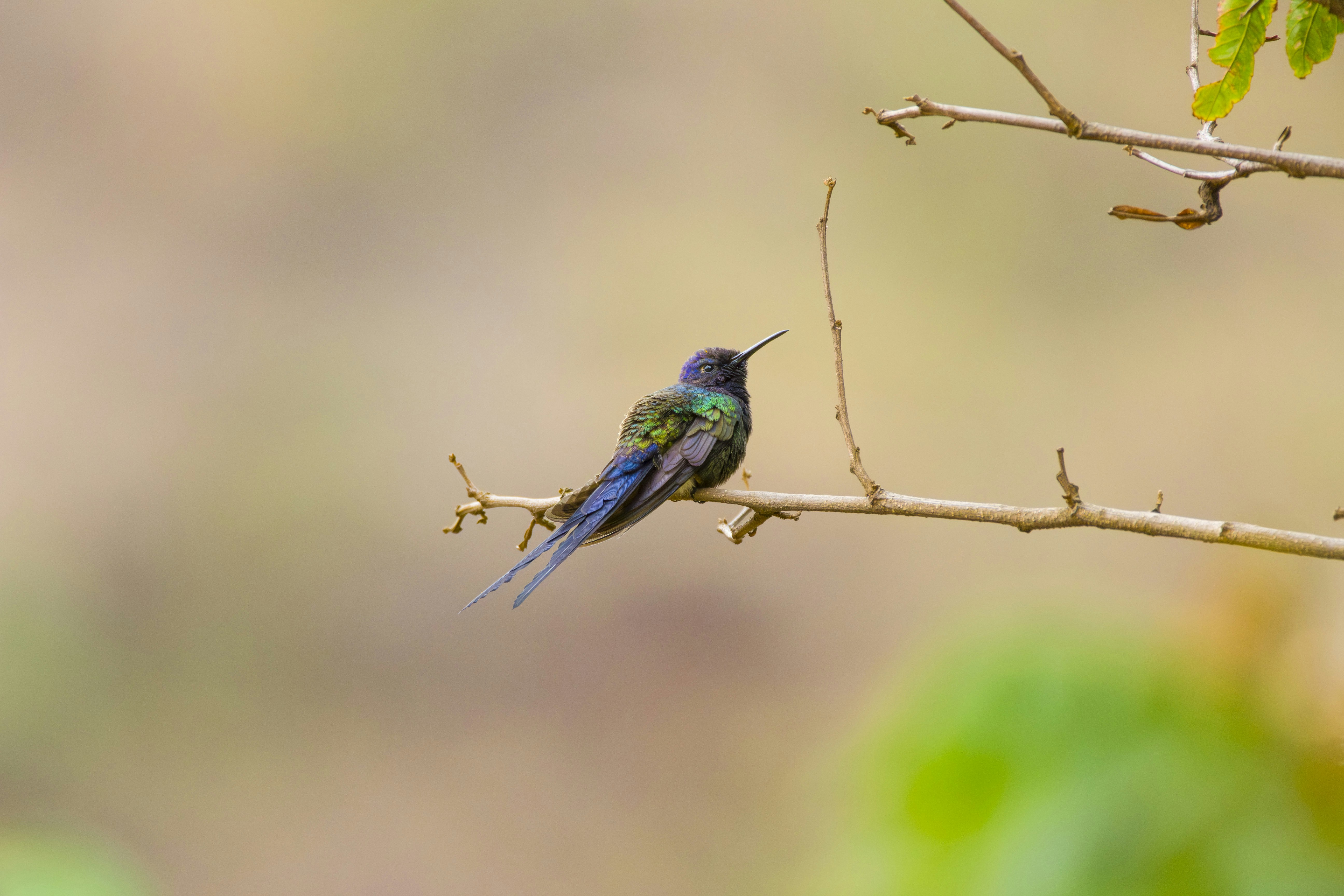 Hummingbird on a Quiet Branch: Shimmering Greens in Soft Focus