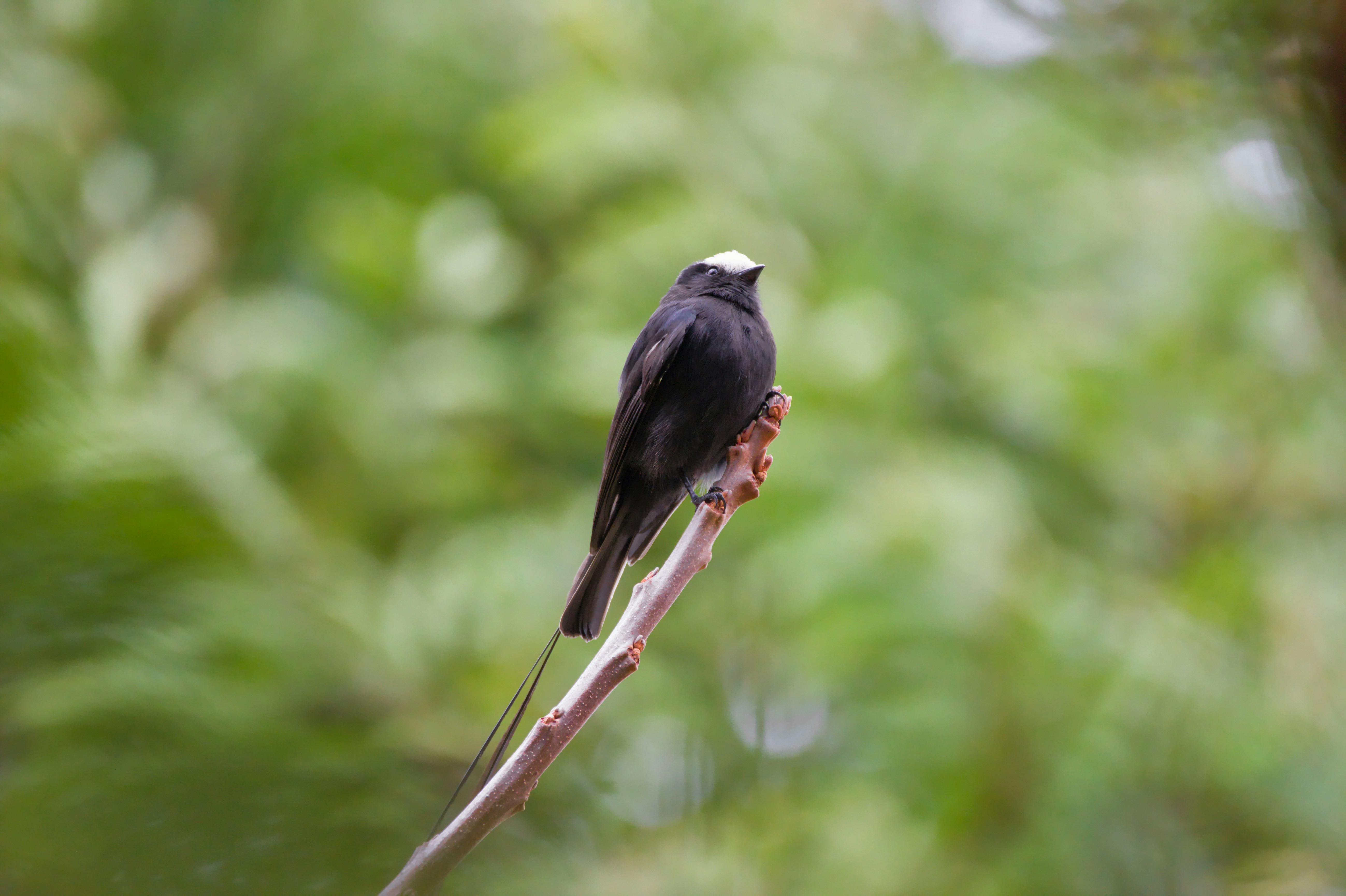 Perched Black Bird on a Slender Branch