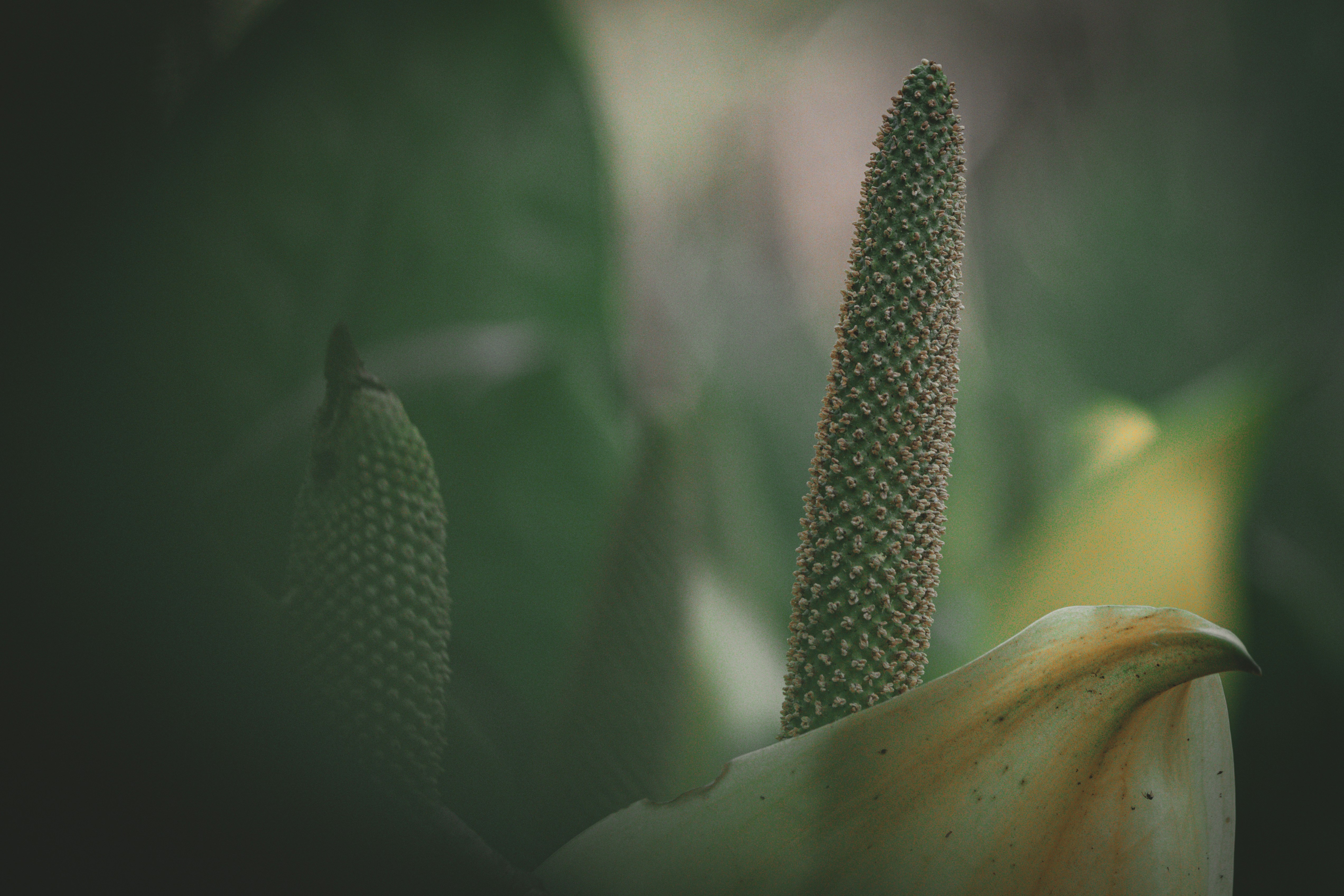 Emergent Silhouette: A Ban of Green Spike and Golden Spire