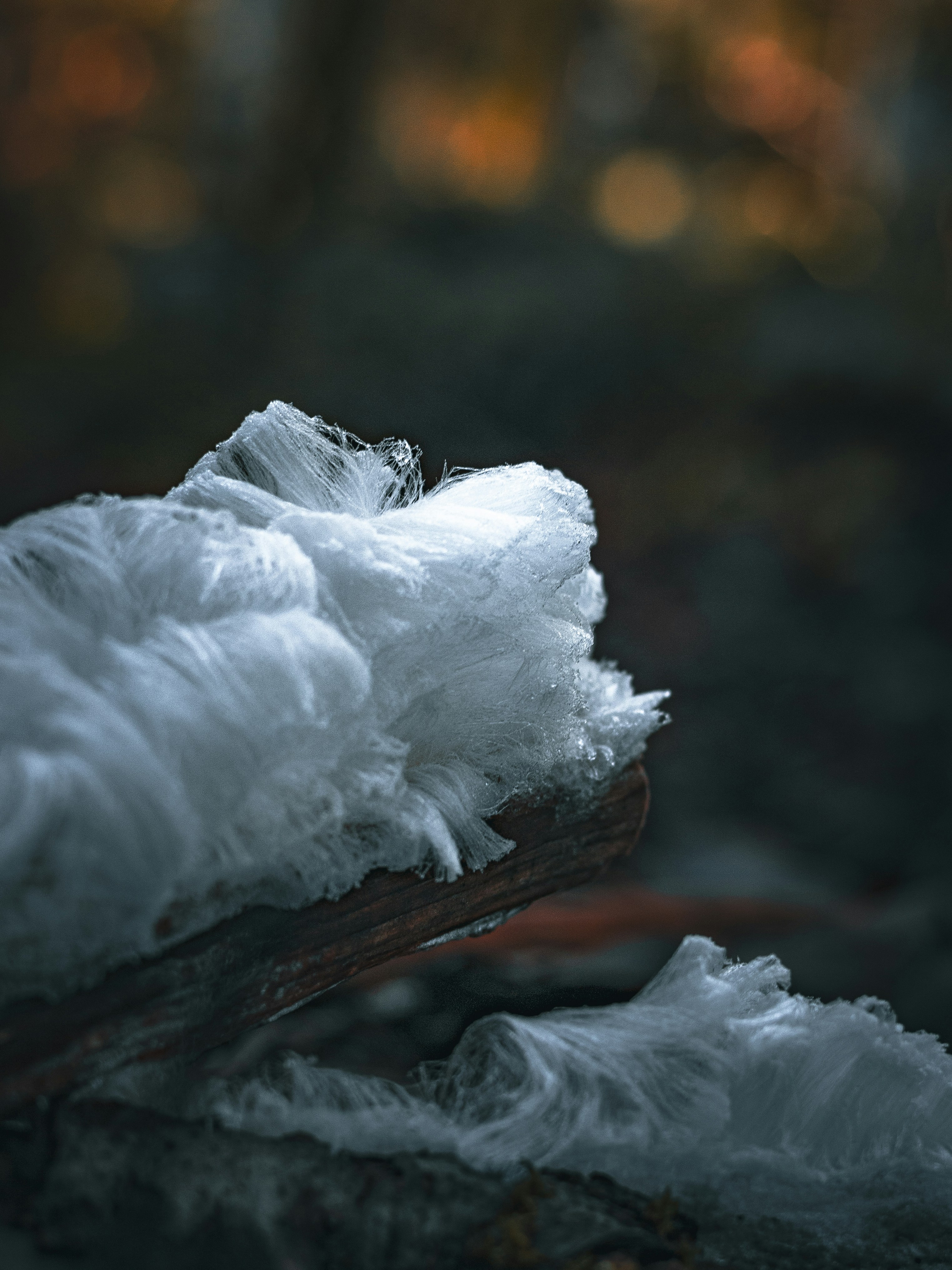 Icy Fractals on a Weathered Log