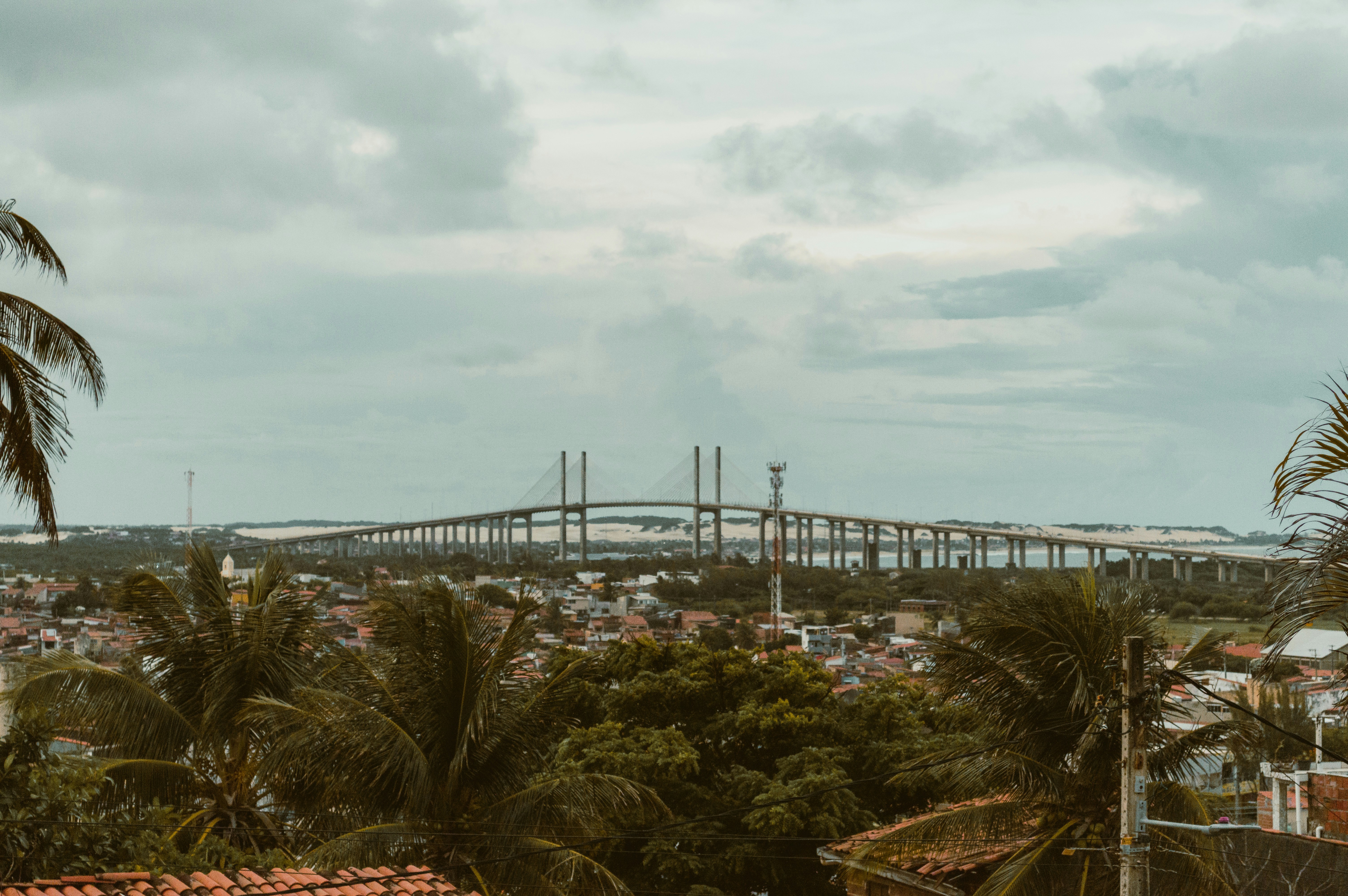 Palm-Fringed Horizon over a Coastal Bridge
