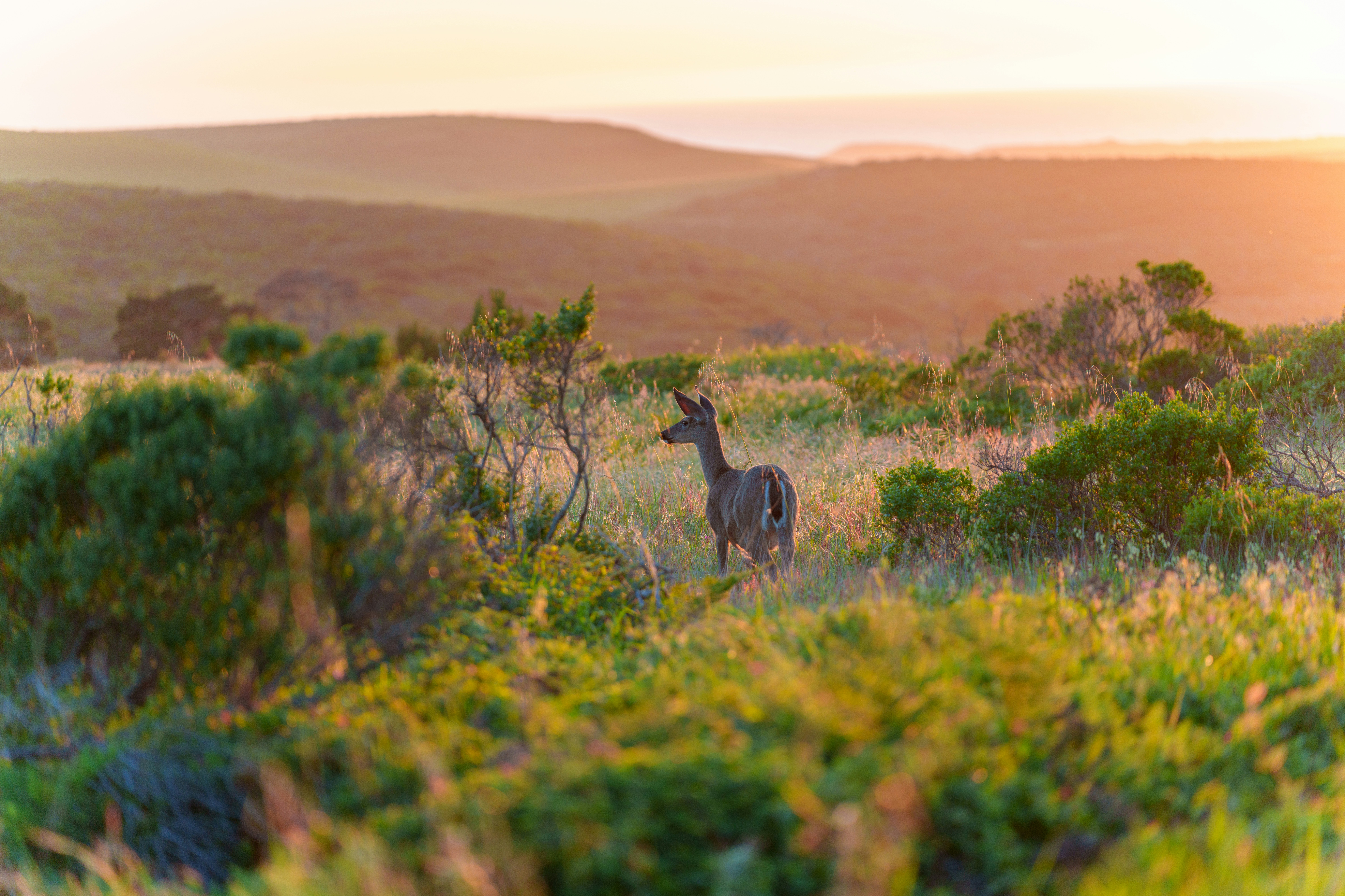 Quiet Grazing: A lone deer in golden scrub at sunset