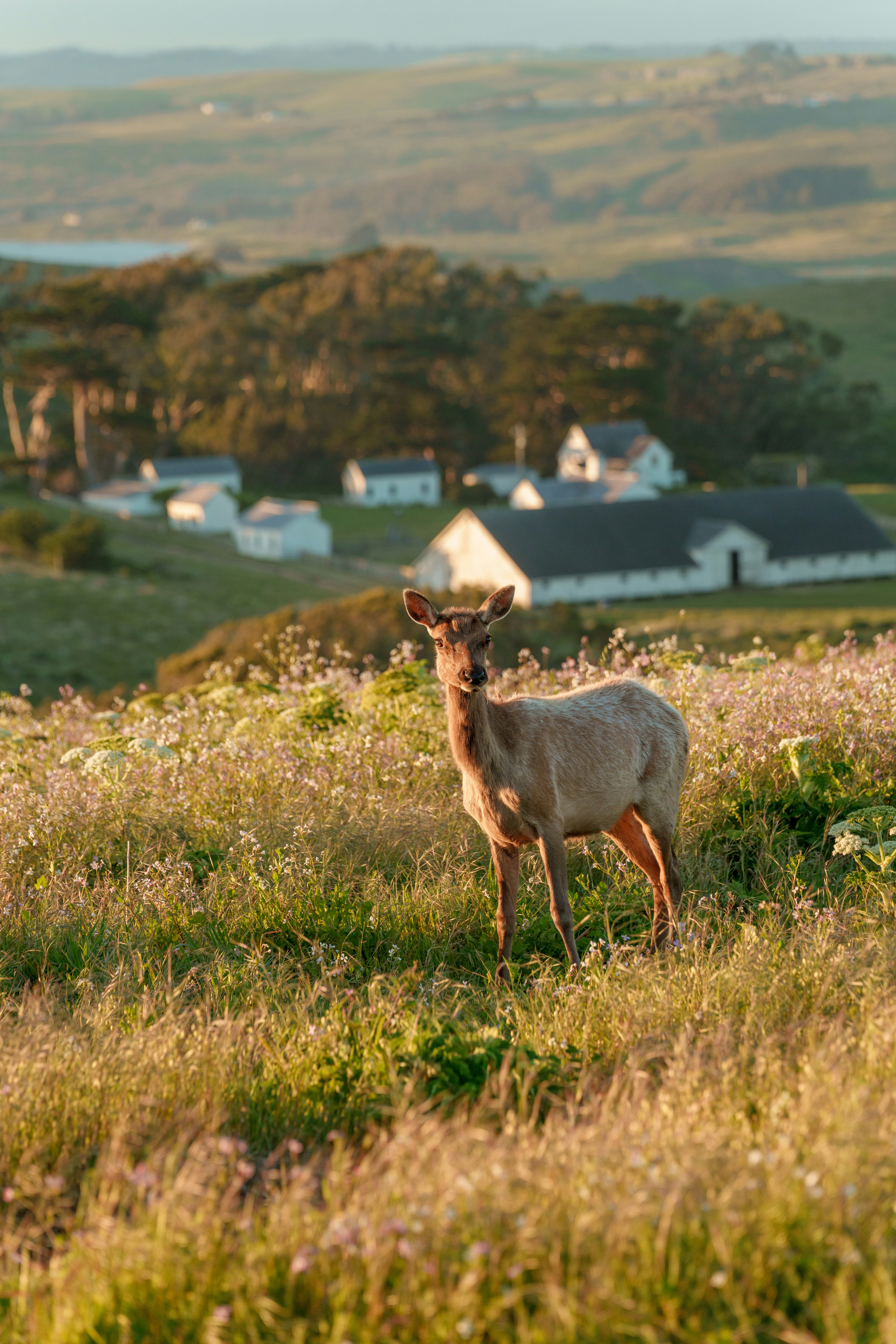 Pasture Sentinels: A Lone Lamb in Golden Hour Light