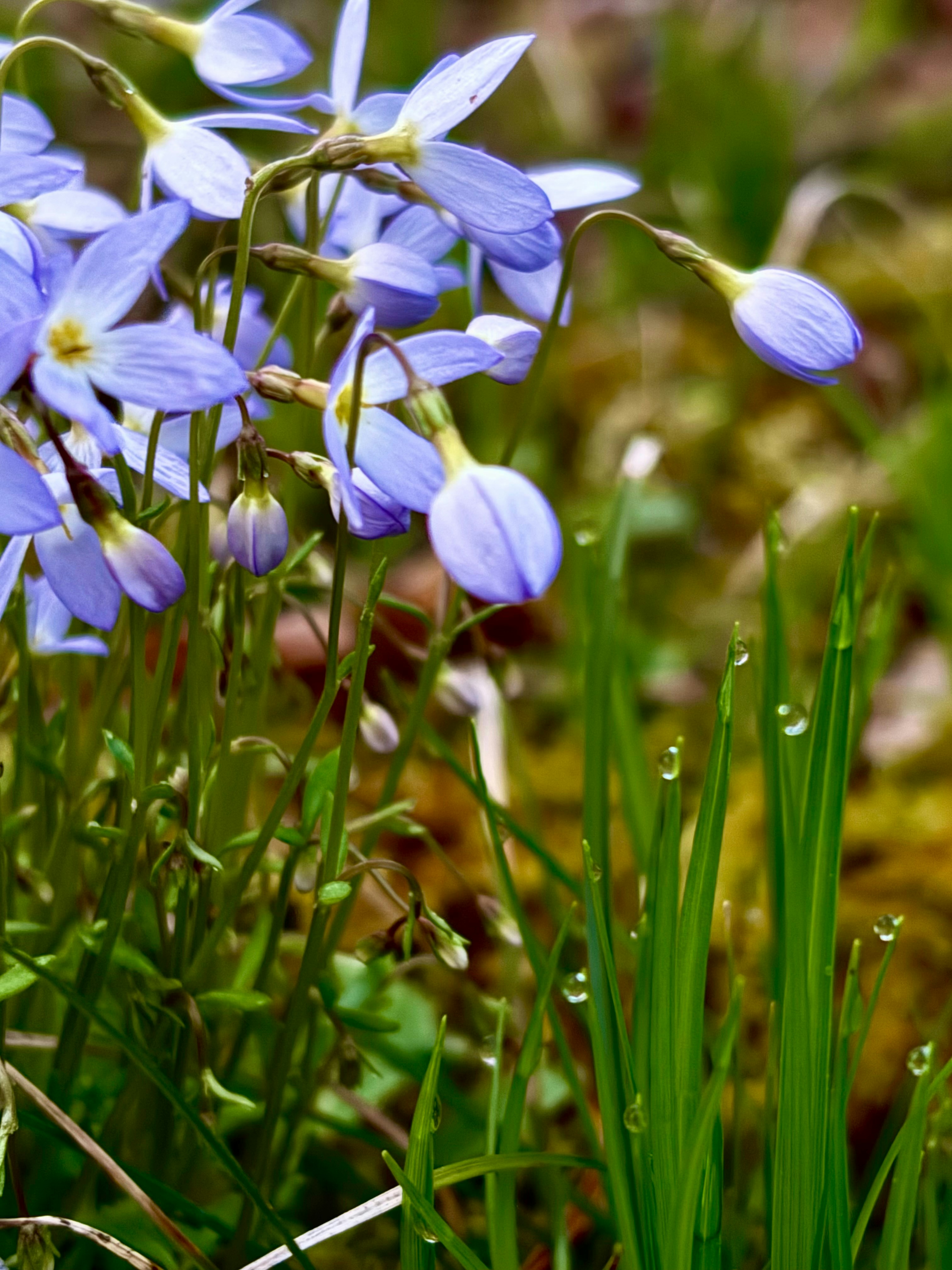 Lavender-blue Blooms in a Quiet Meadow