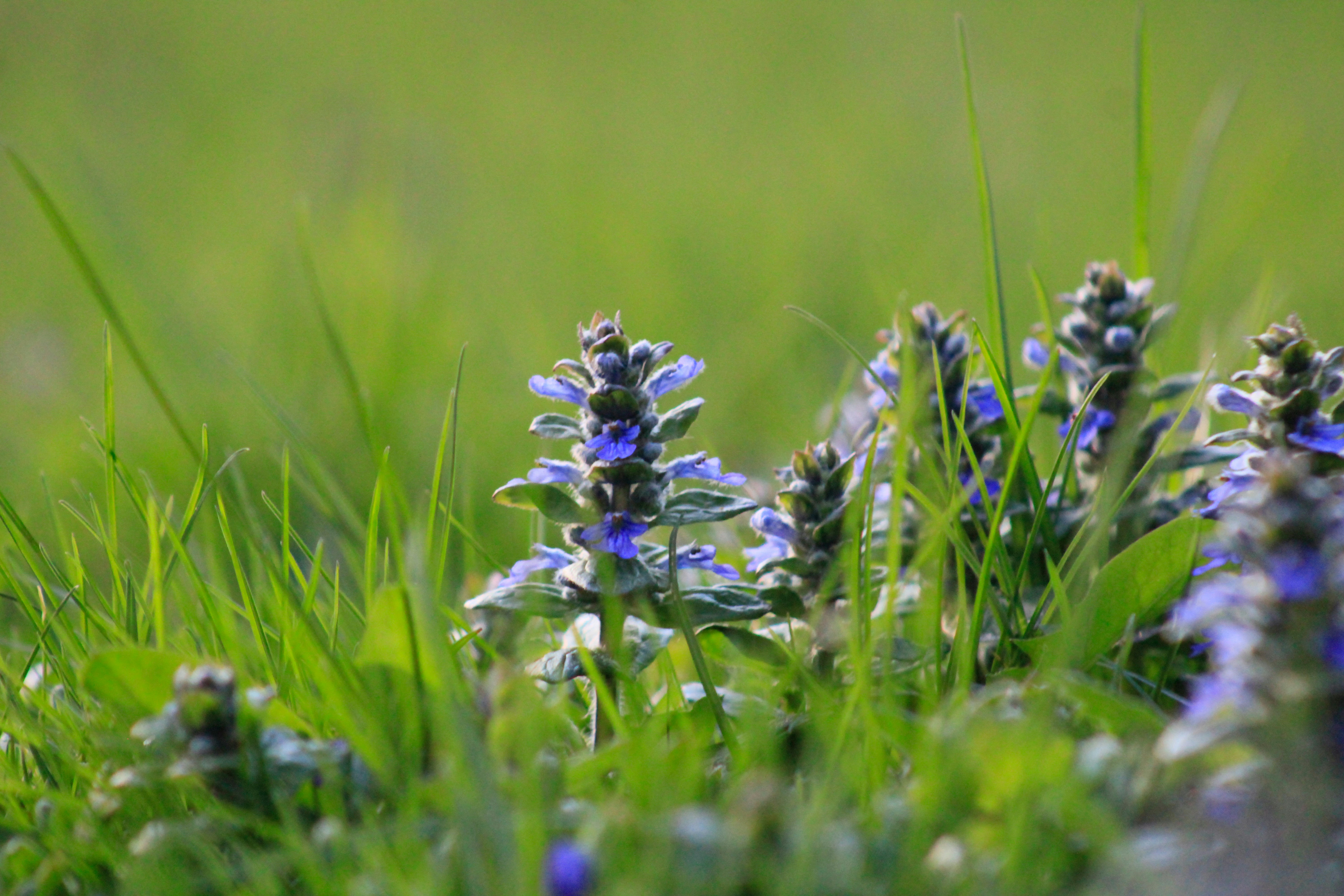 Close-Up Meadow Bloom: Lavender Spikes Emerging Through Spring Grass