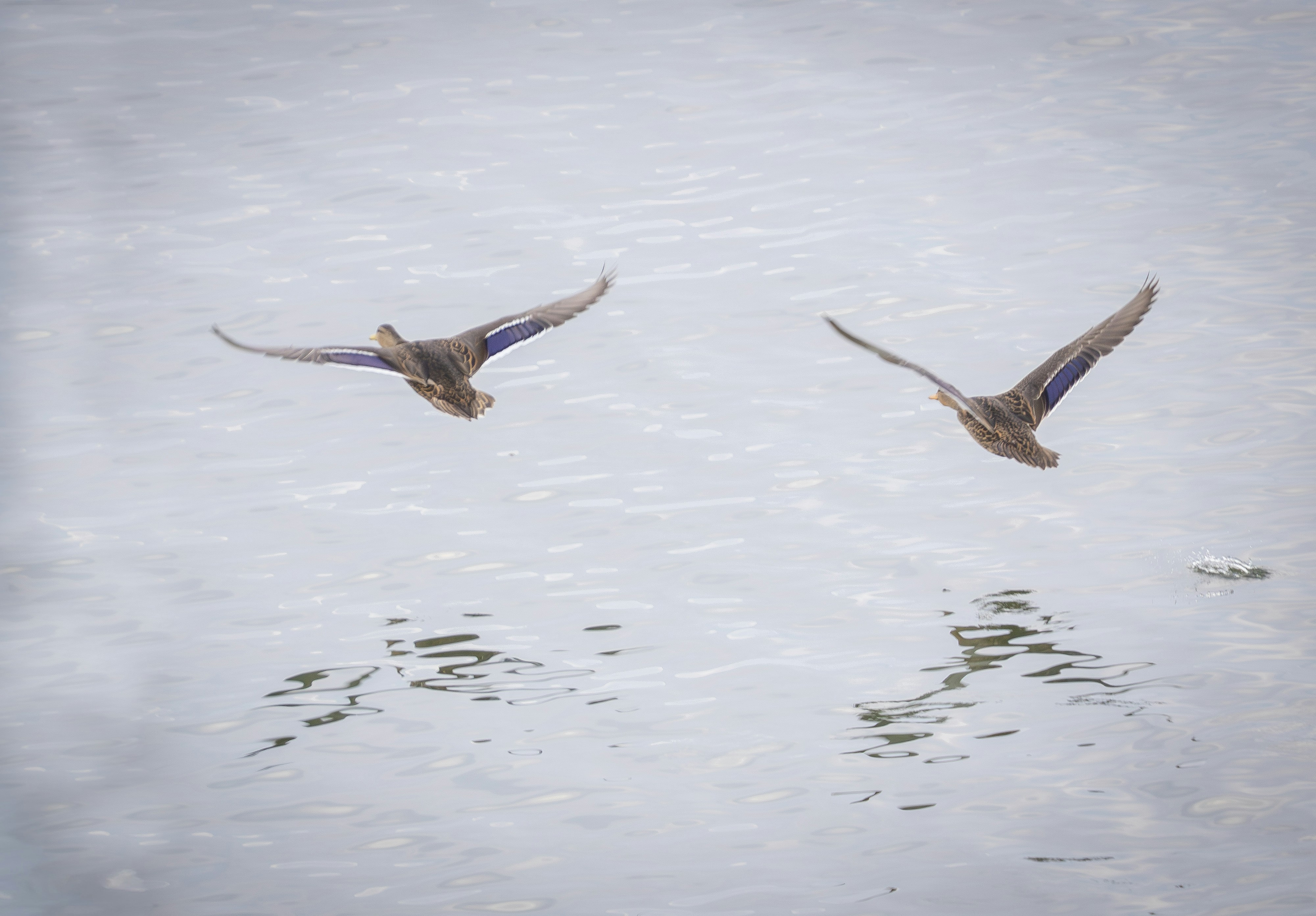 Two wings in soft light over rippling water