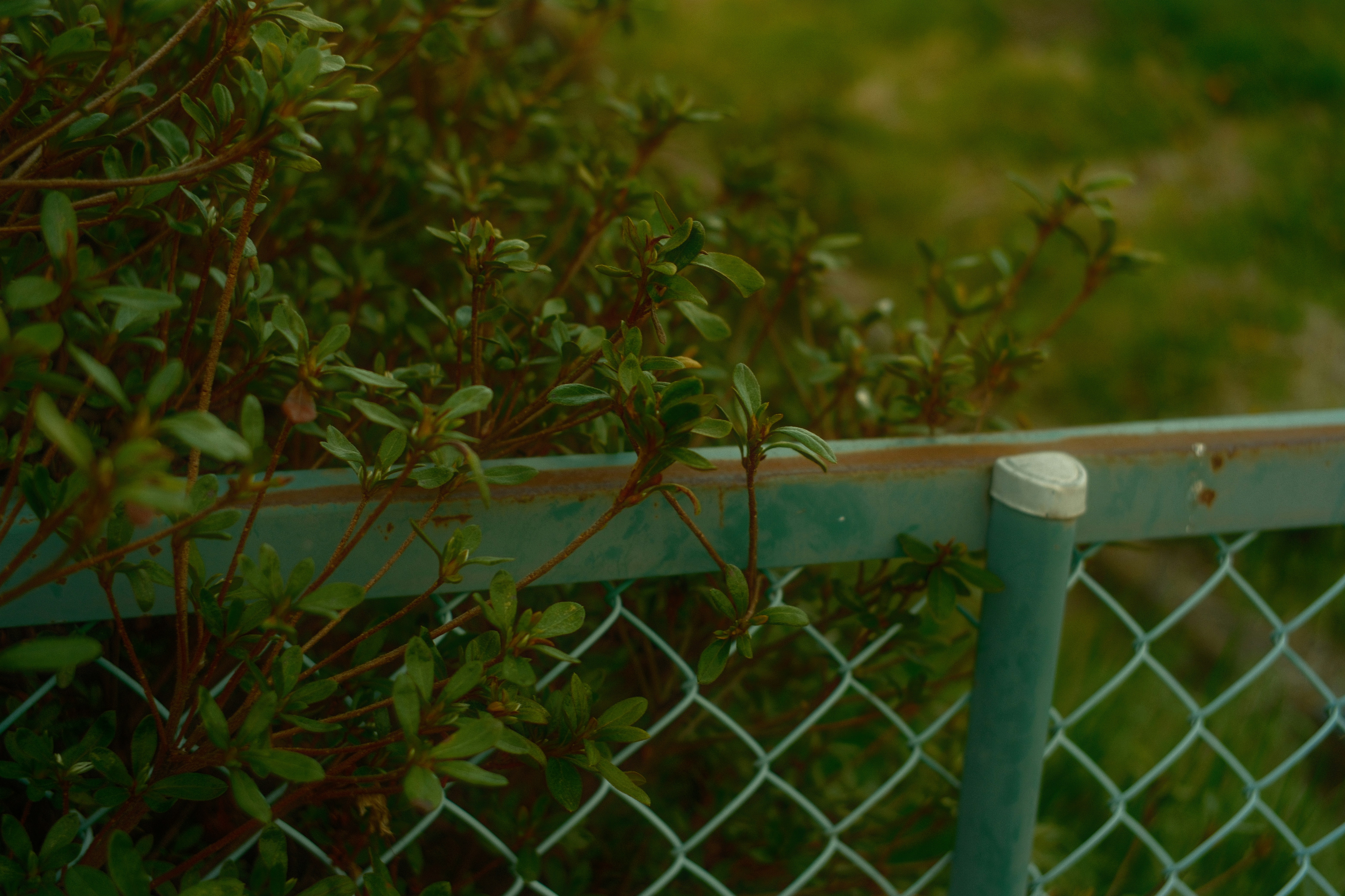 Green Veil over the Chain-link: A Quiet Fence Scene