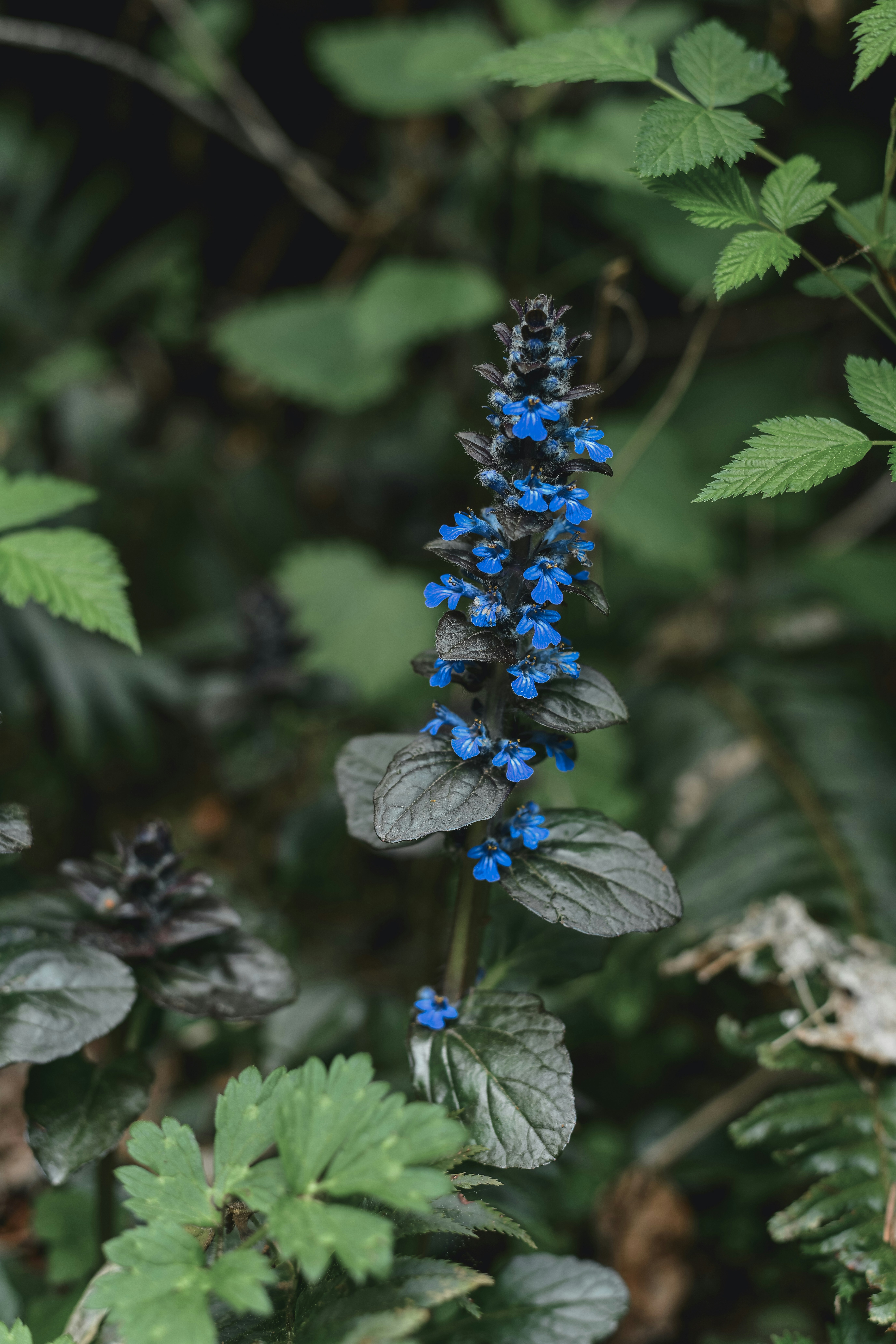 Blue Floral Spike Reaching Above Dark Green Verge