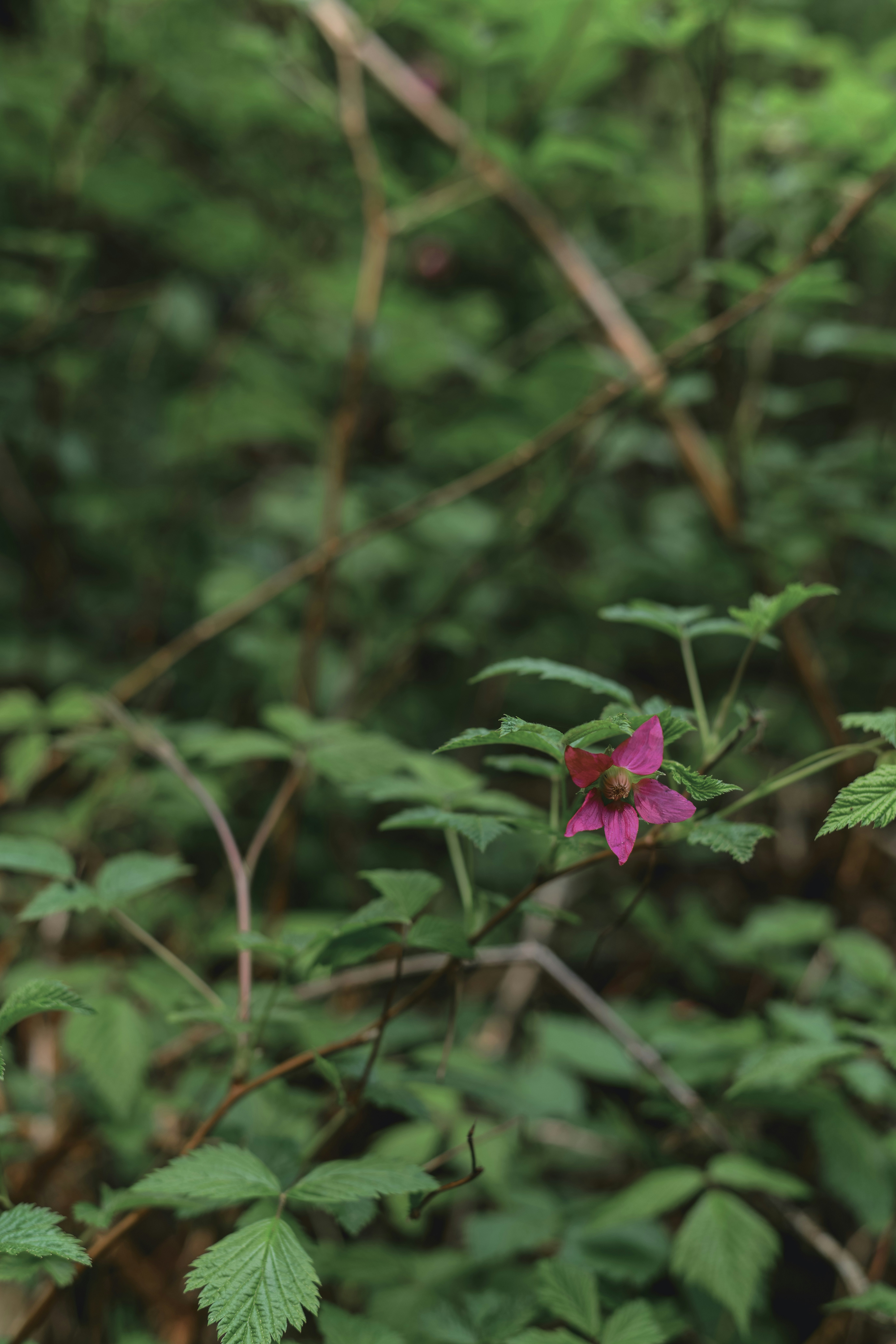 The Pink Wildflower Among Green Veil
