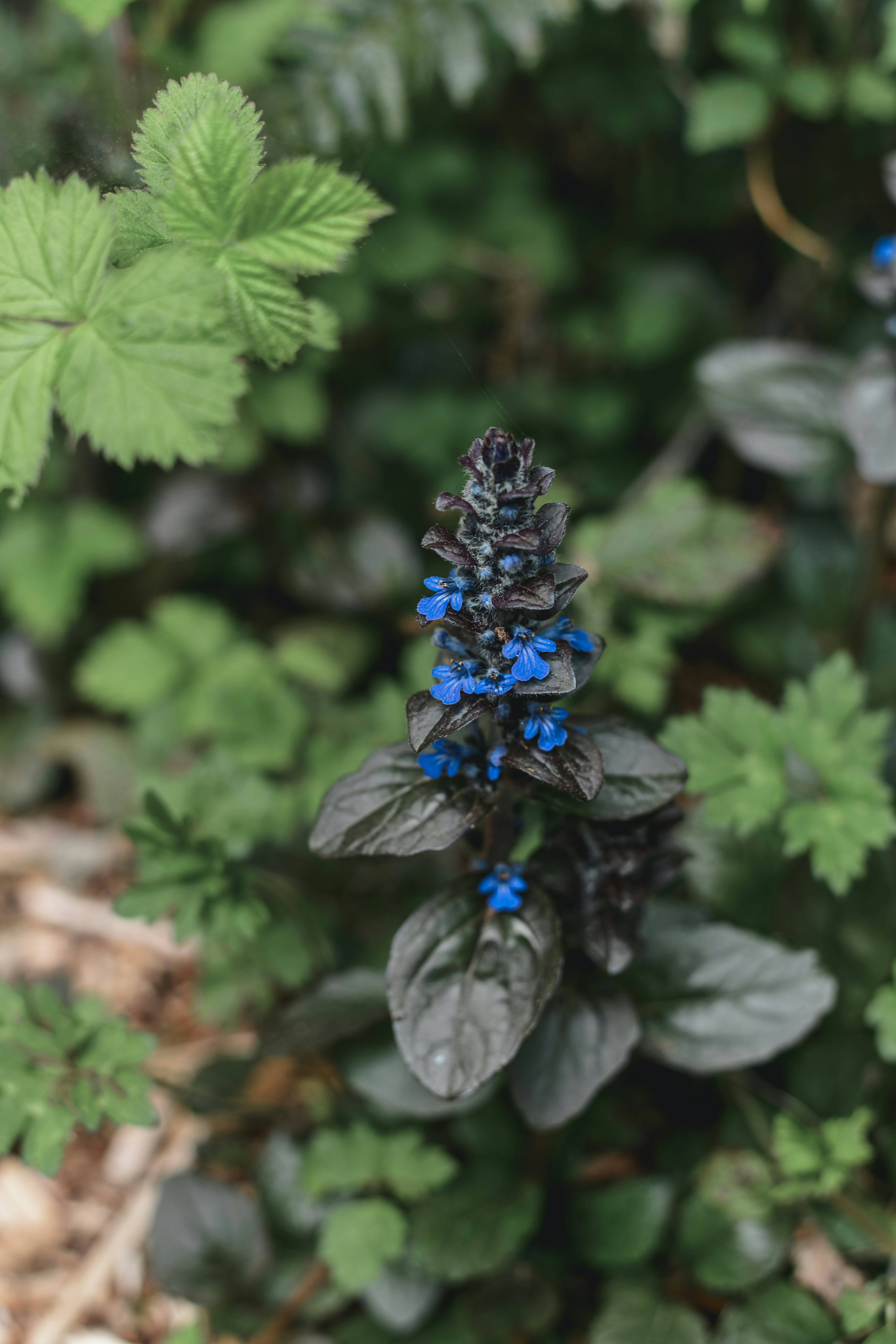Azure blossoms rise from dark leaves: a tiny orchid in a garden shadow