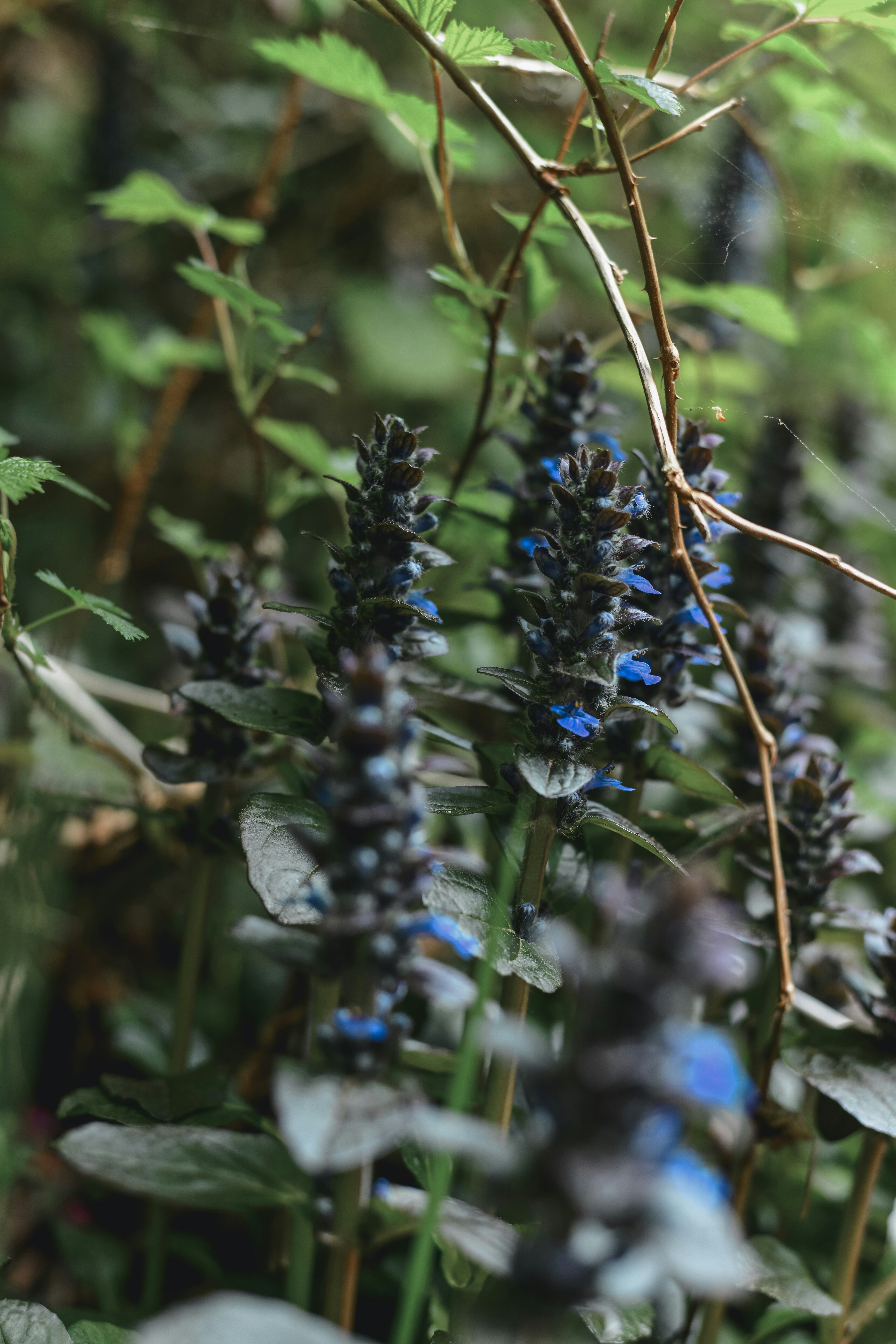 Blue-flowered stalks in a shaded garden frame