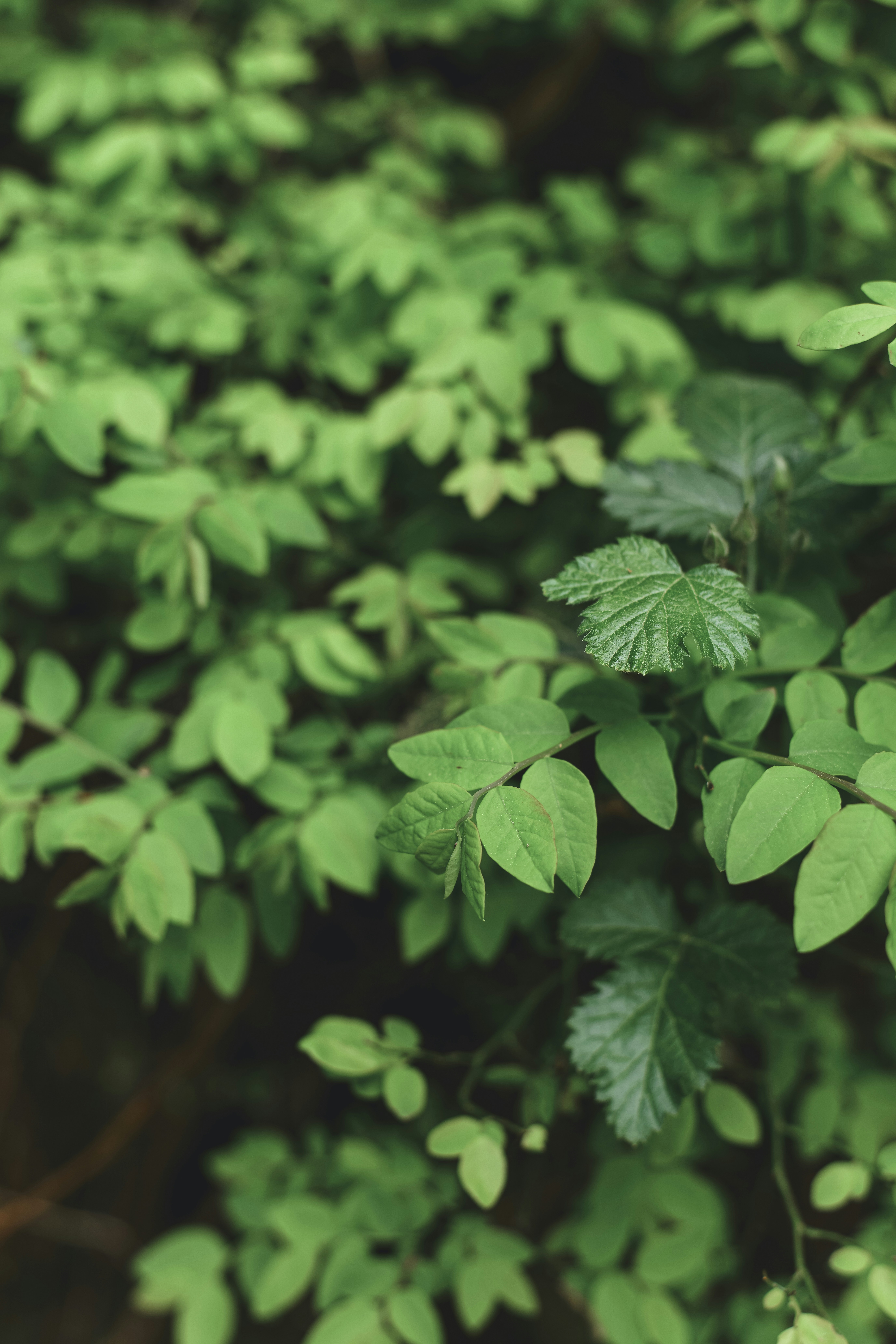Emerald Veil: Close-up of Dew-kissed Leaves