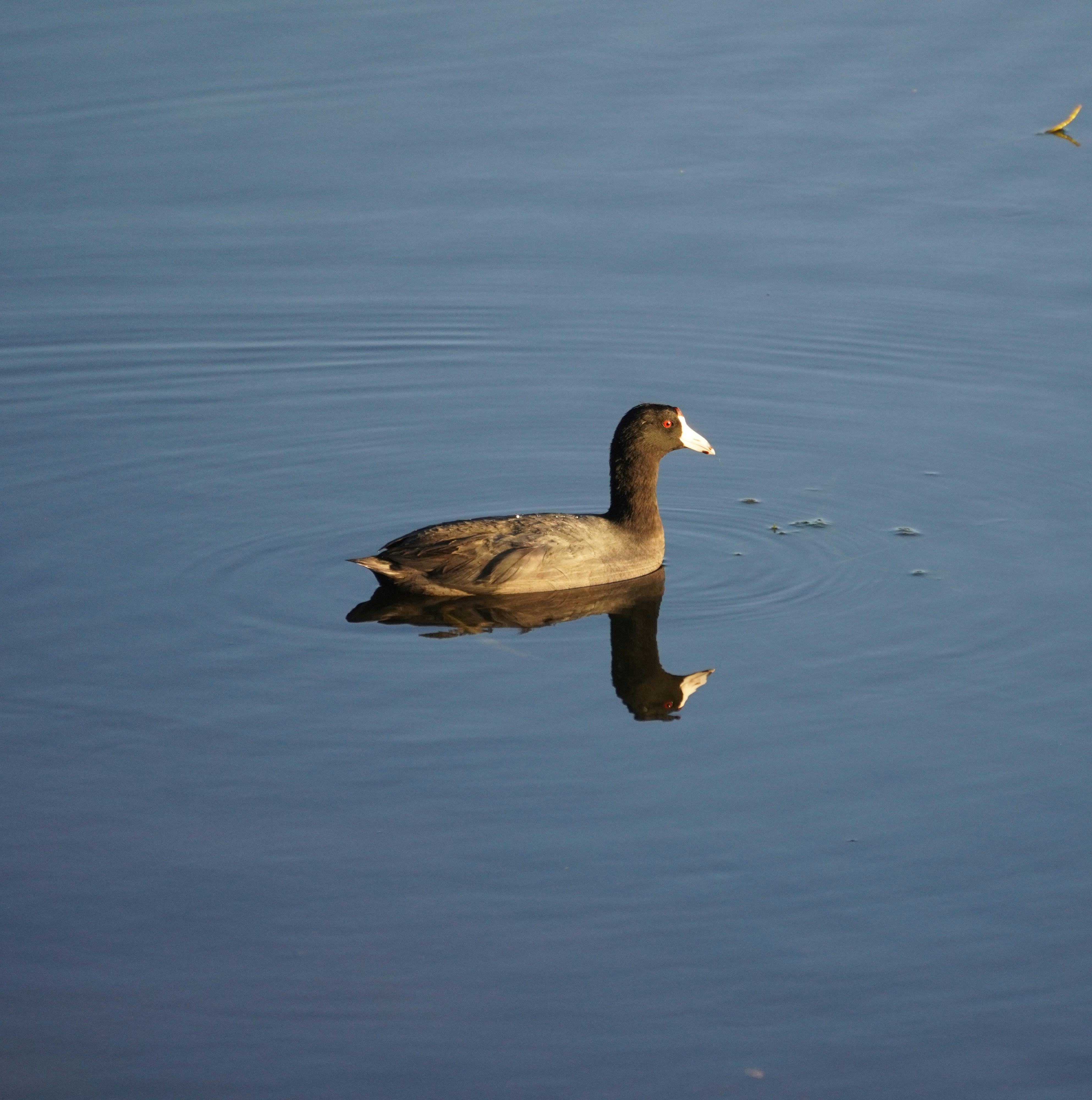 Floating Focus: Shallow Wake and Solitary Grebe
