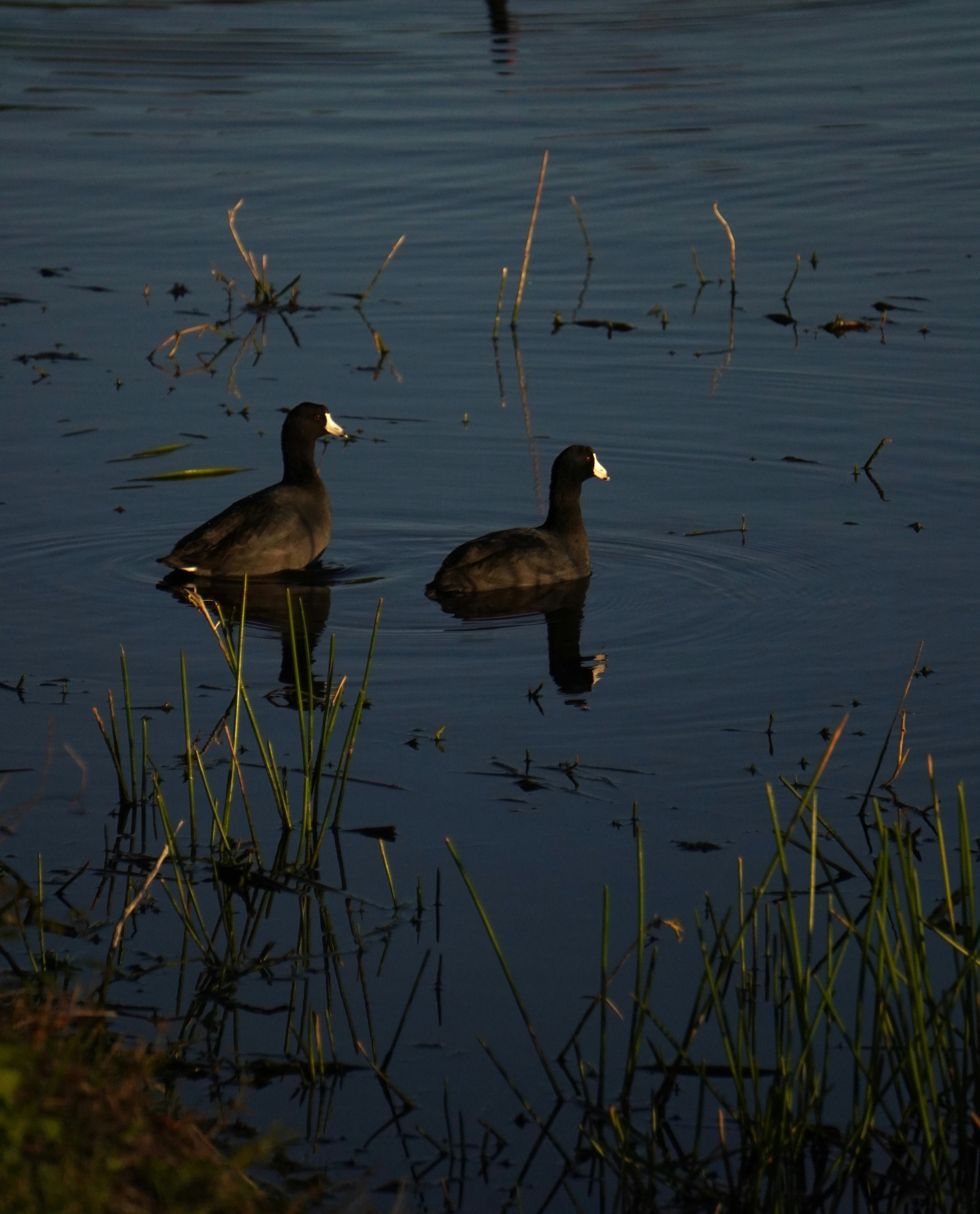 Two Moorhens in Quiet Wetland, Sunset Echoes on Calm Water