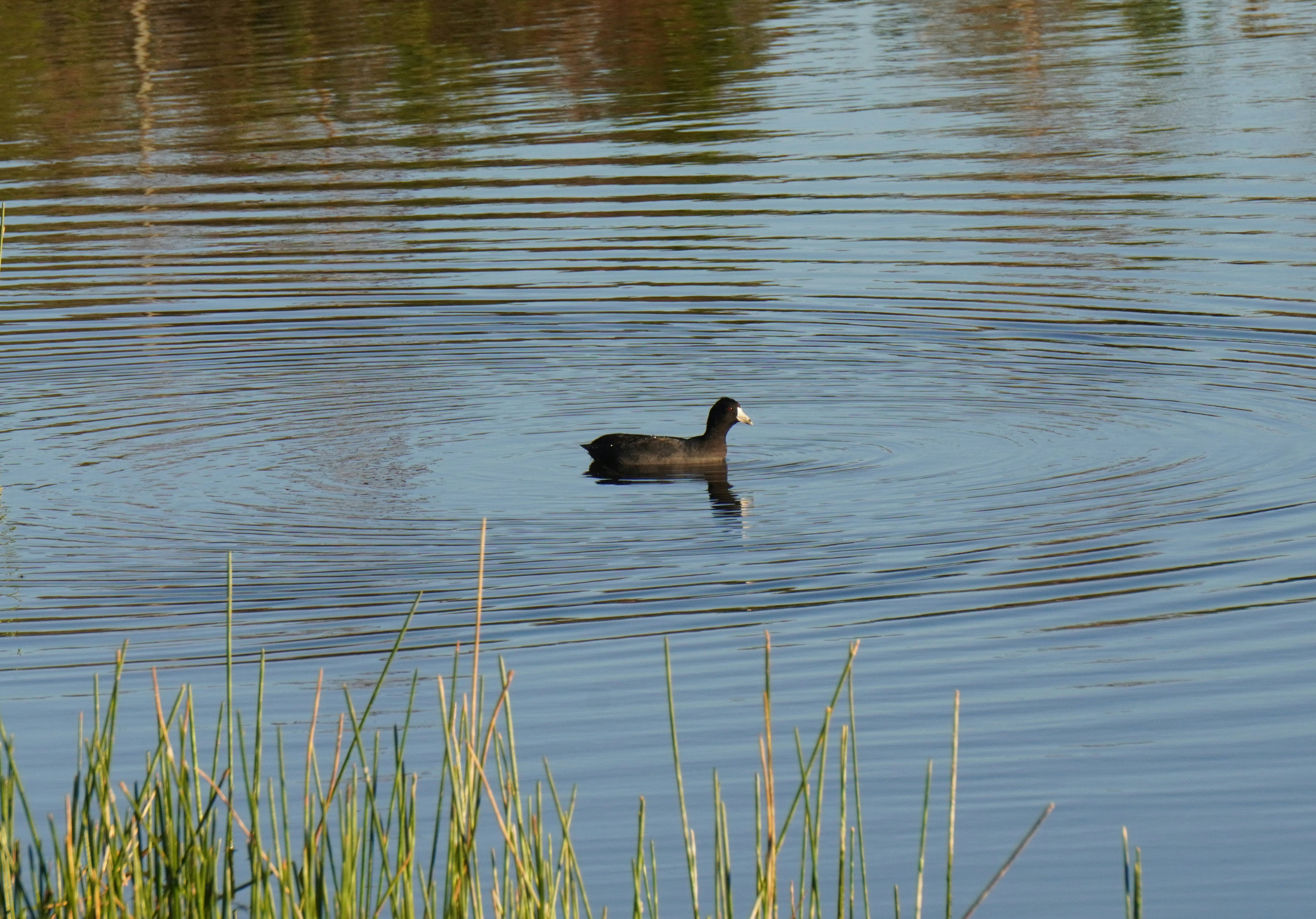 Single Moorhen Gliding on Quiet Pond as Reeds Watch