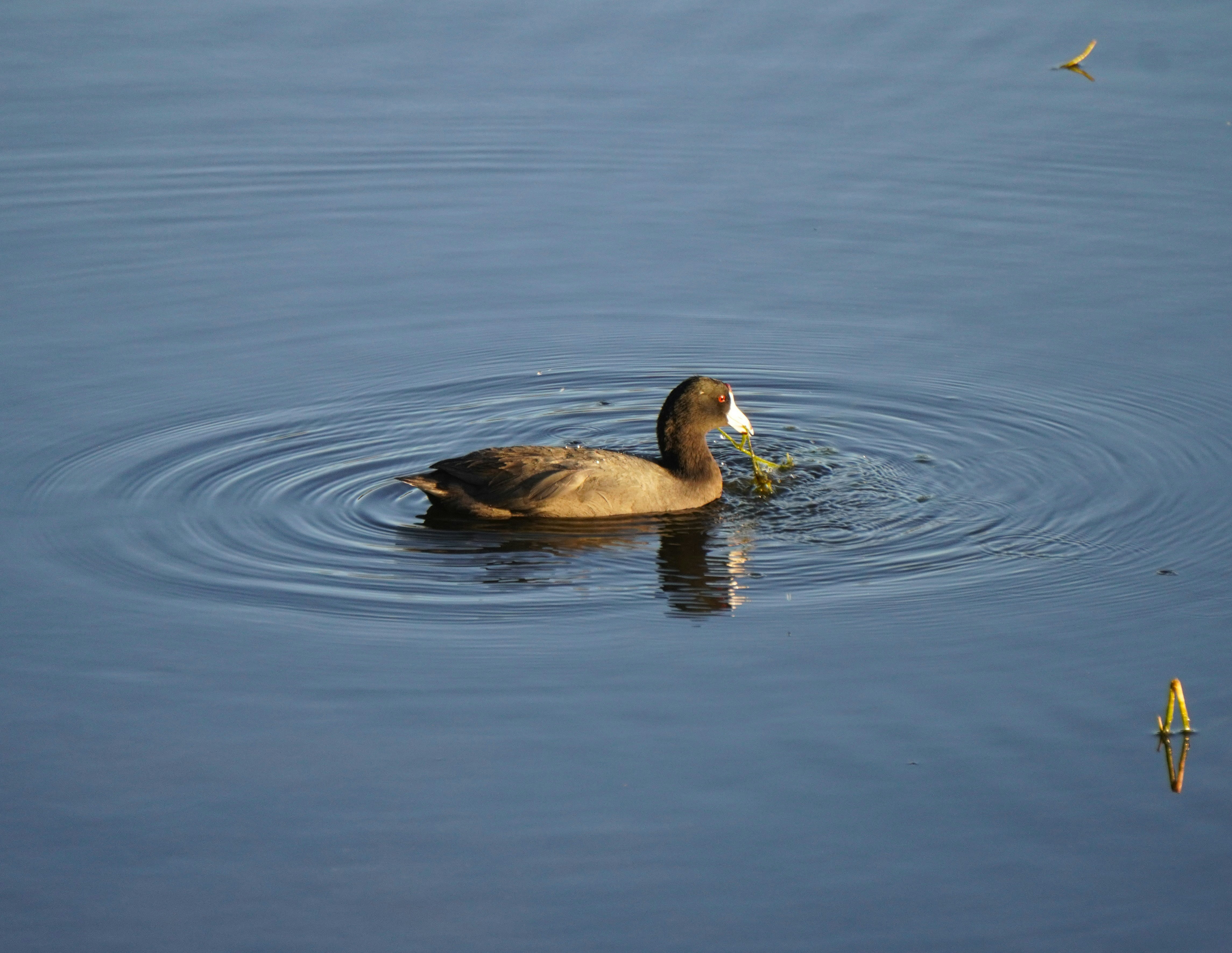 Circular Ripples: A solitary Grebe in Calm Waters