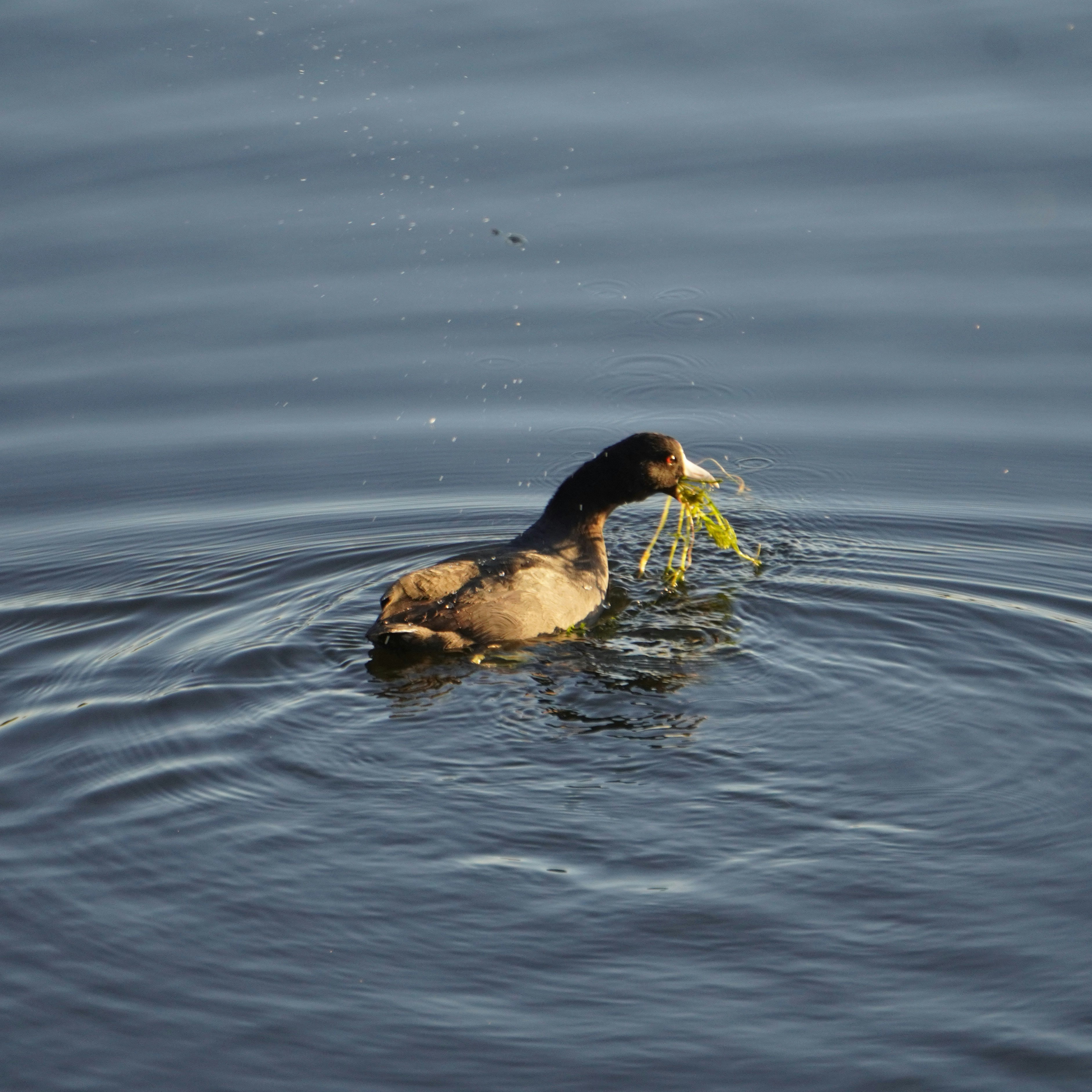 Lakeside Forager: A Grebe with Grasped Green