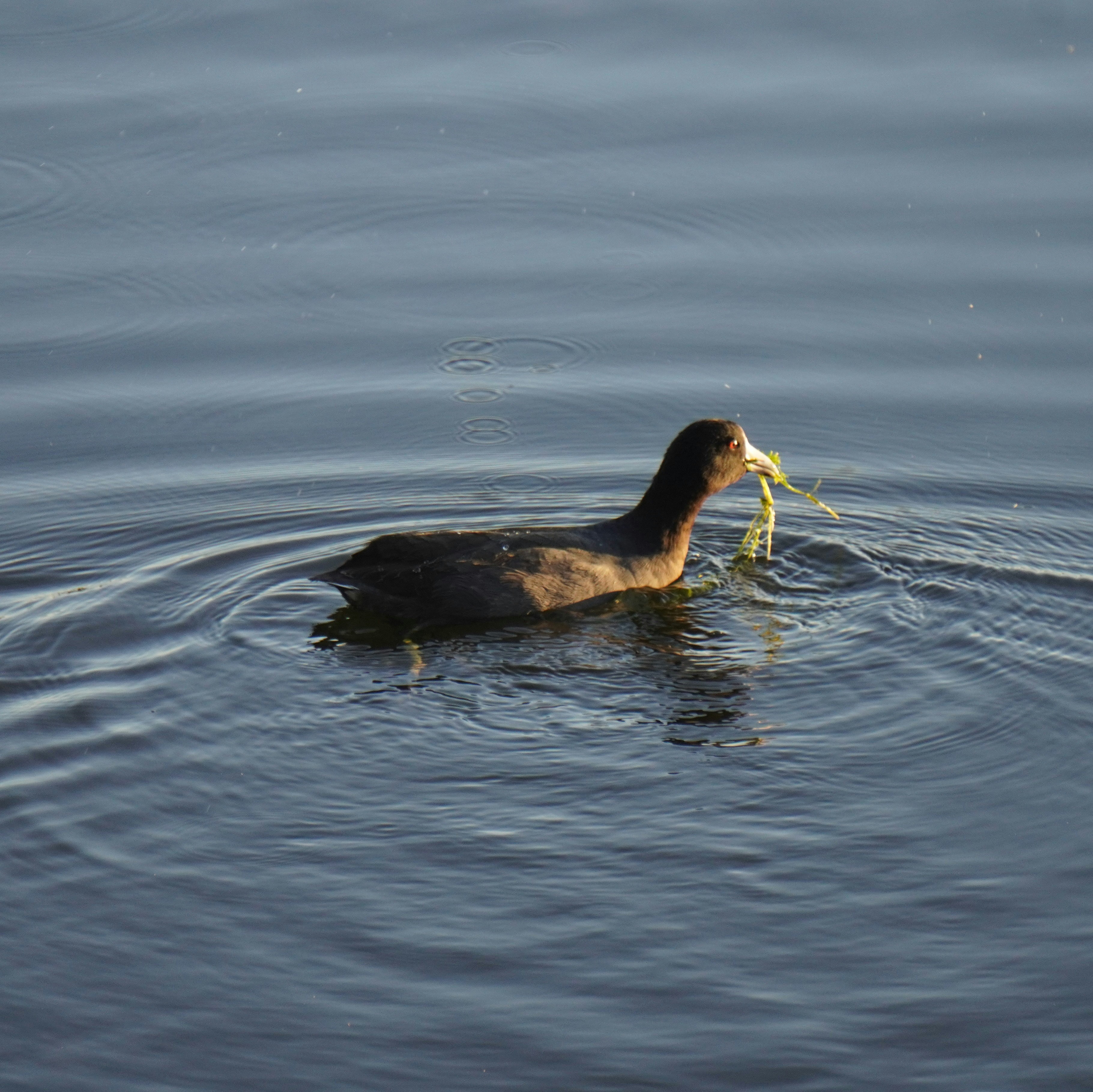 Duckling in a Quiet Lake: Patient Ripples and a Green Snack