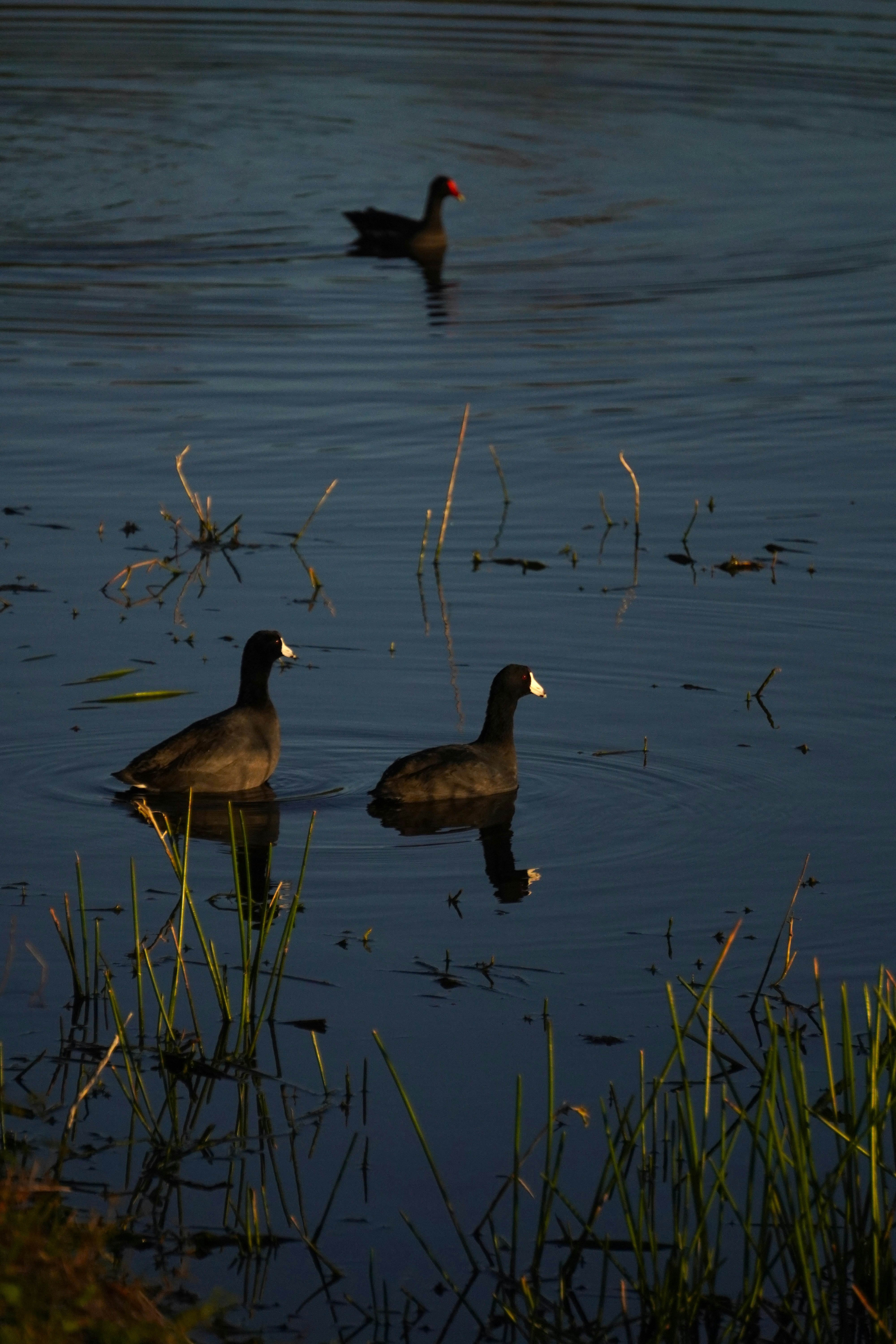 Three Grebes on a Quiet Waterway at Dusk