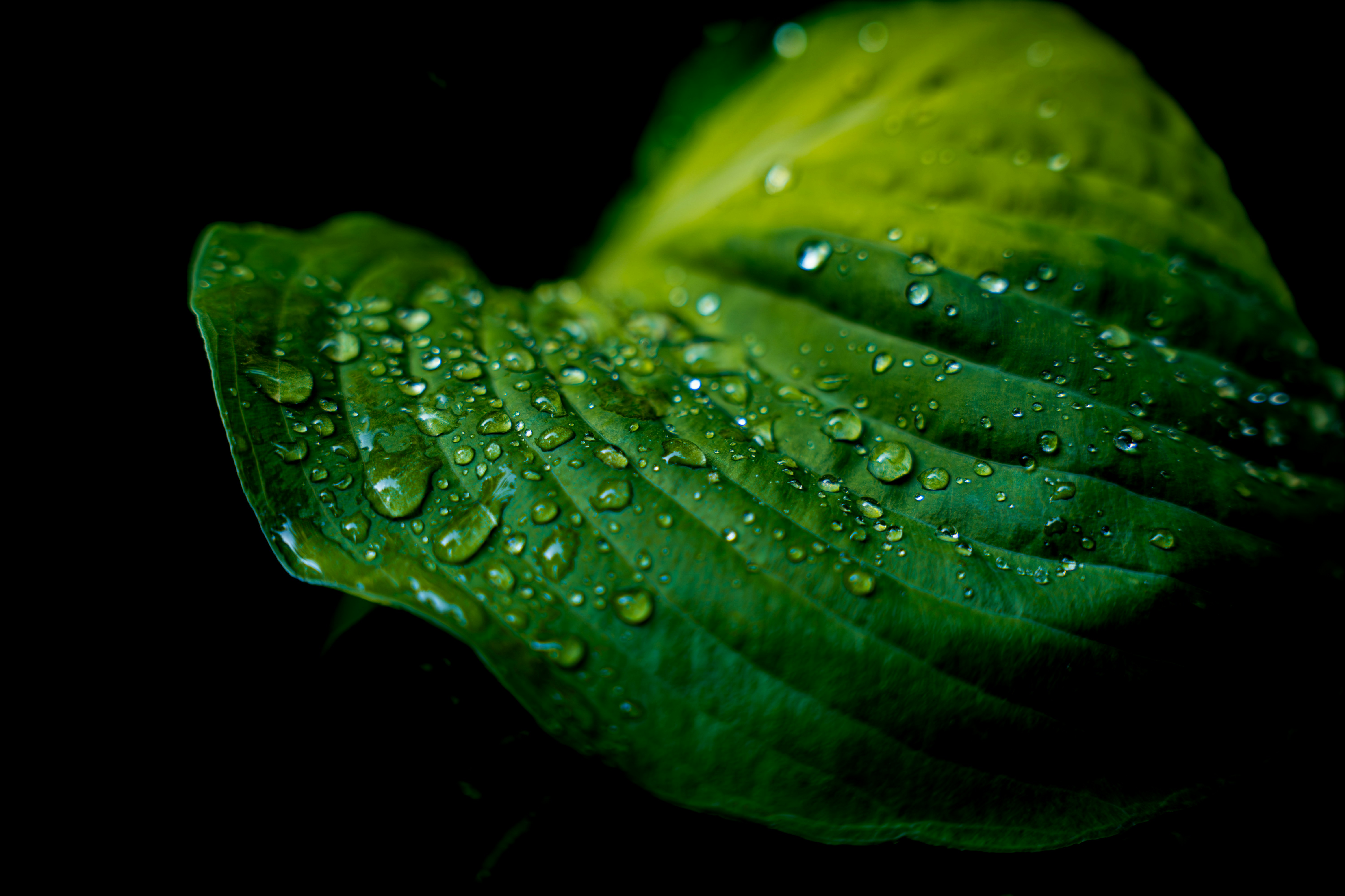 Dew-Crowned Leaf: a Quiet Moment in the Dark