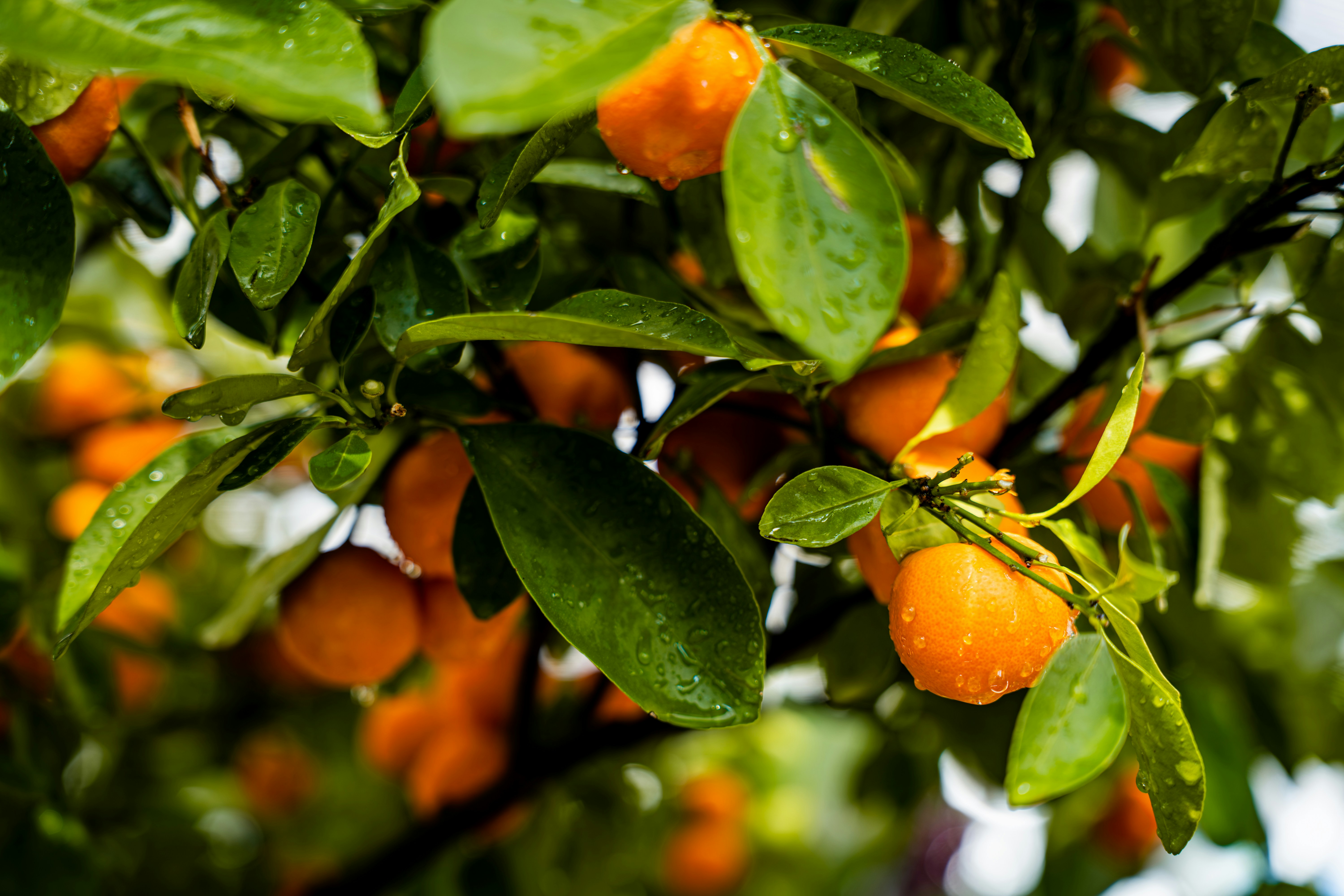 Orange Orchard Burst: Juicy Oranges Amid Glossy Leaves